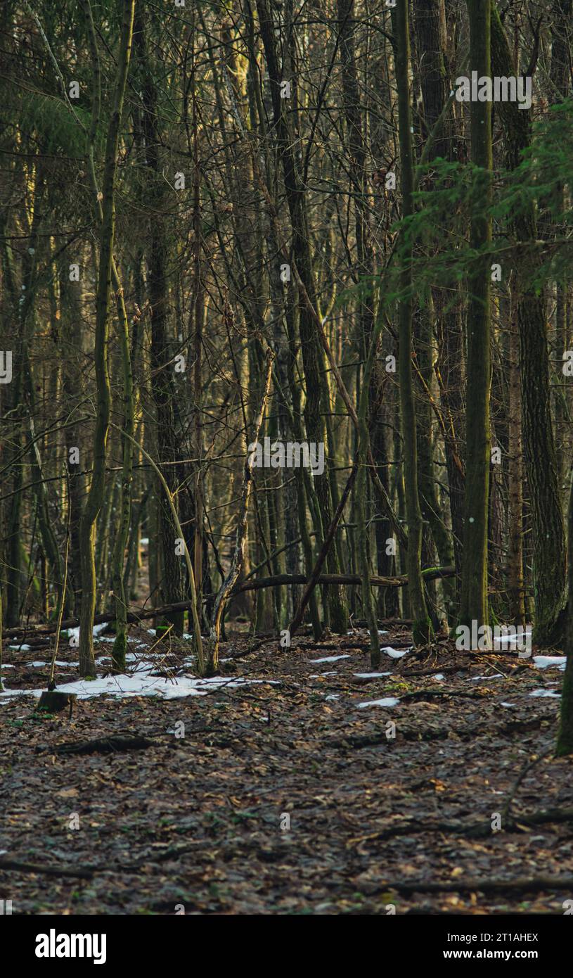 temperate forest during sunny day in early winter season Stock Photo ...
