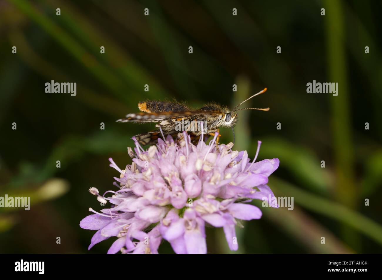Melitaea athalia Family Nymphalidae Genus Mellicta Heath fritillary ...