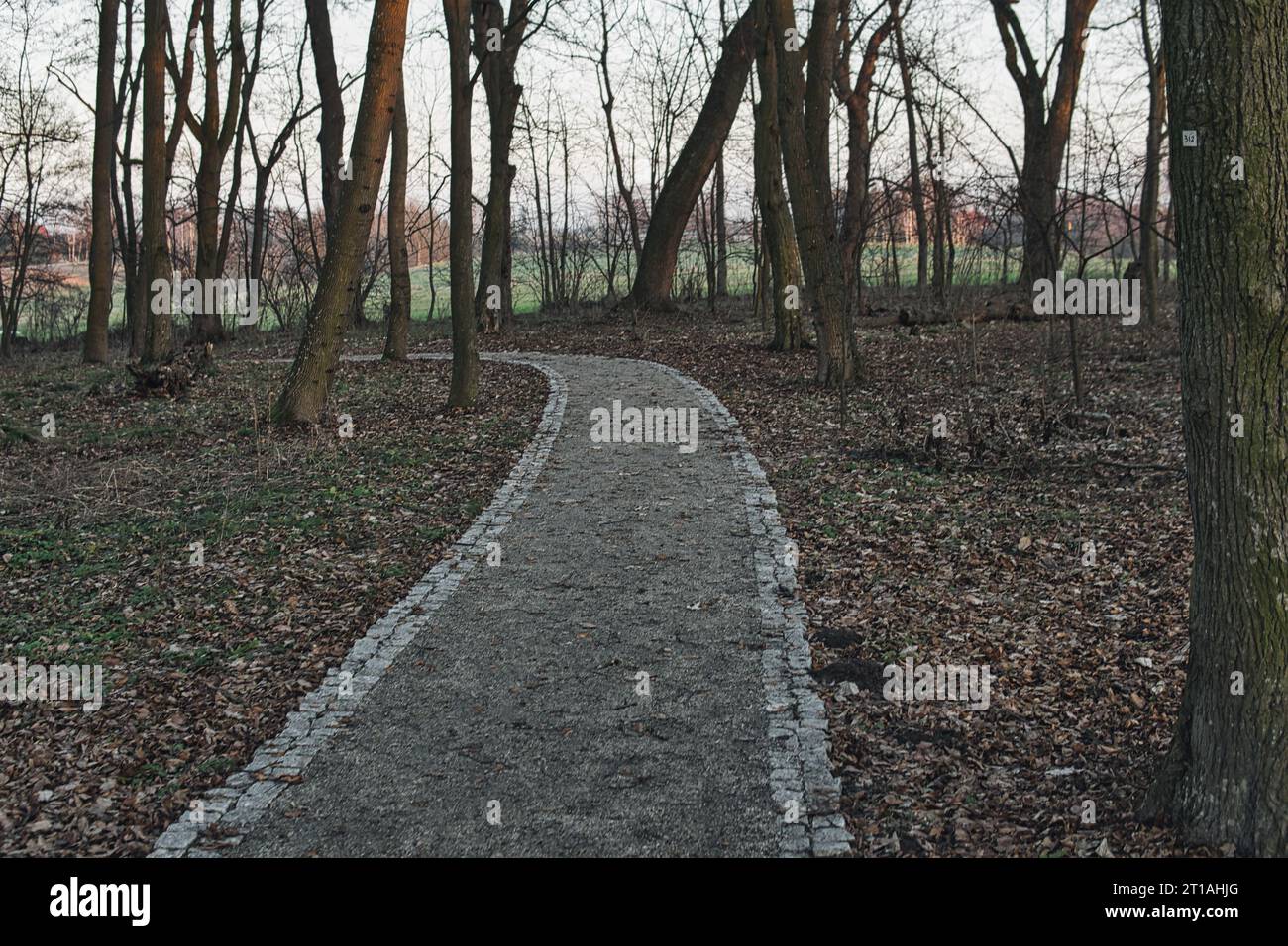 pebble ground path through a park with trees Stock Photo - Alamy