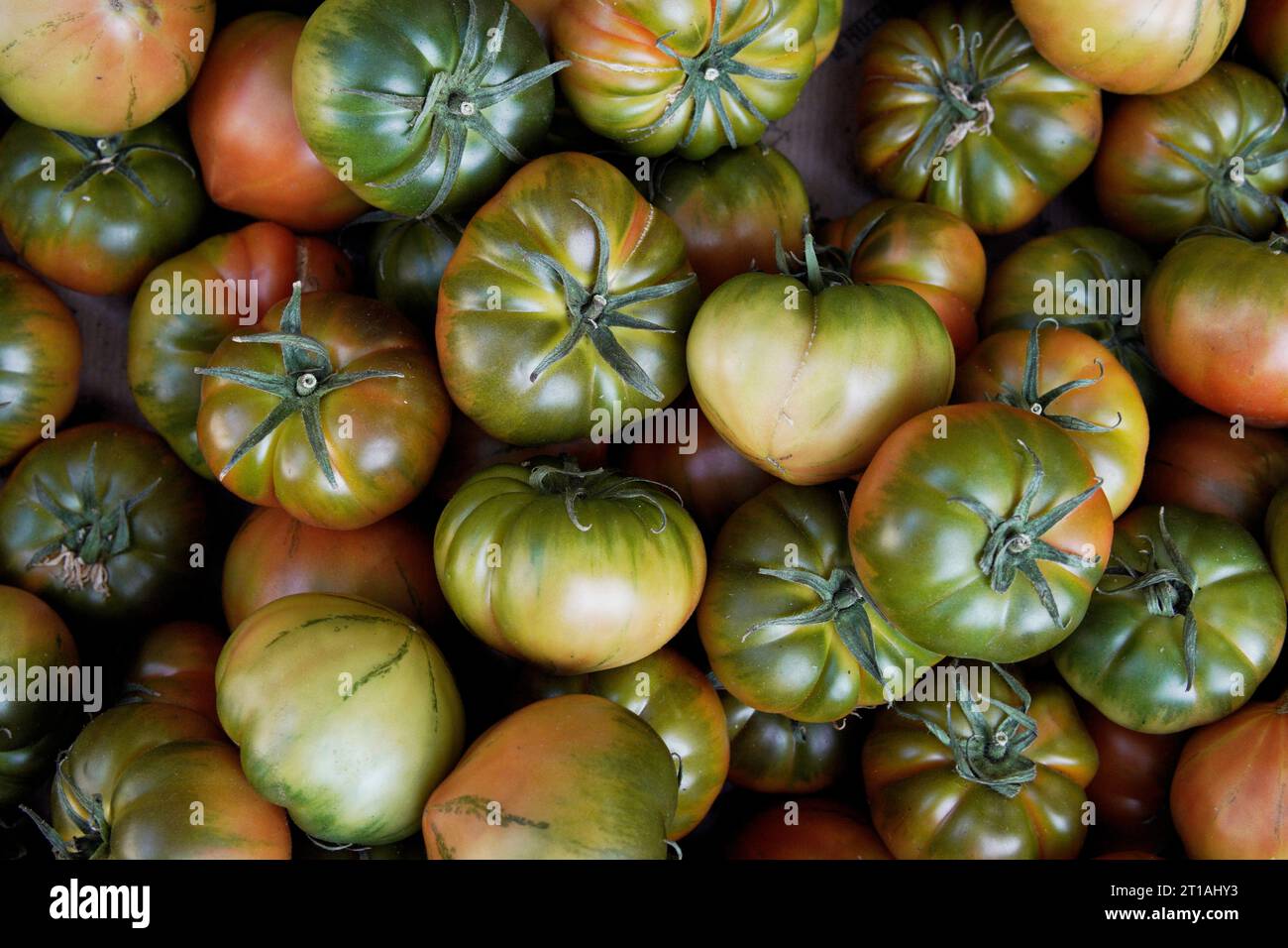top view raw gourmet tomatoes in bulk Stock Photo - Alamy