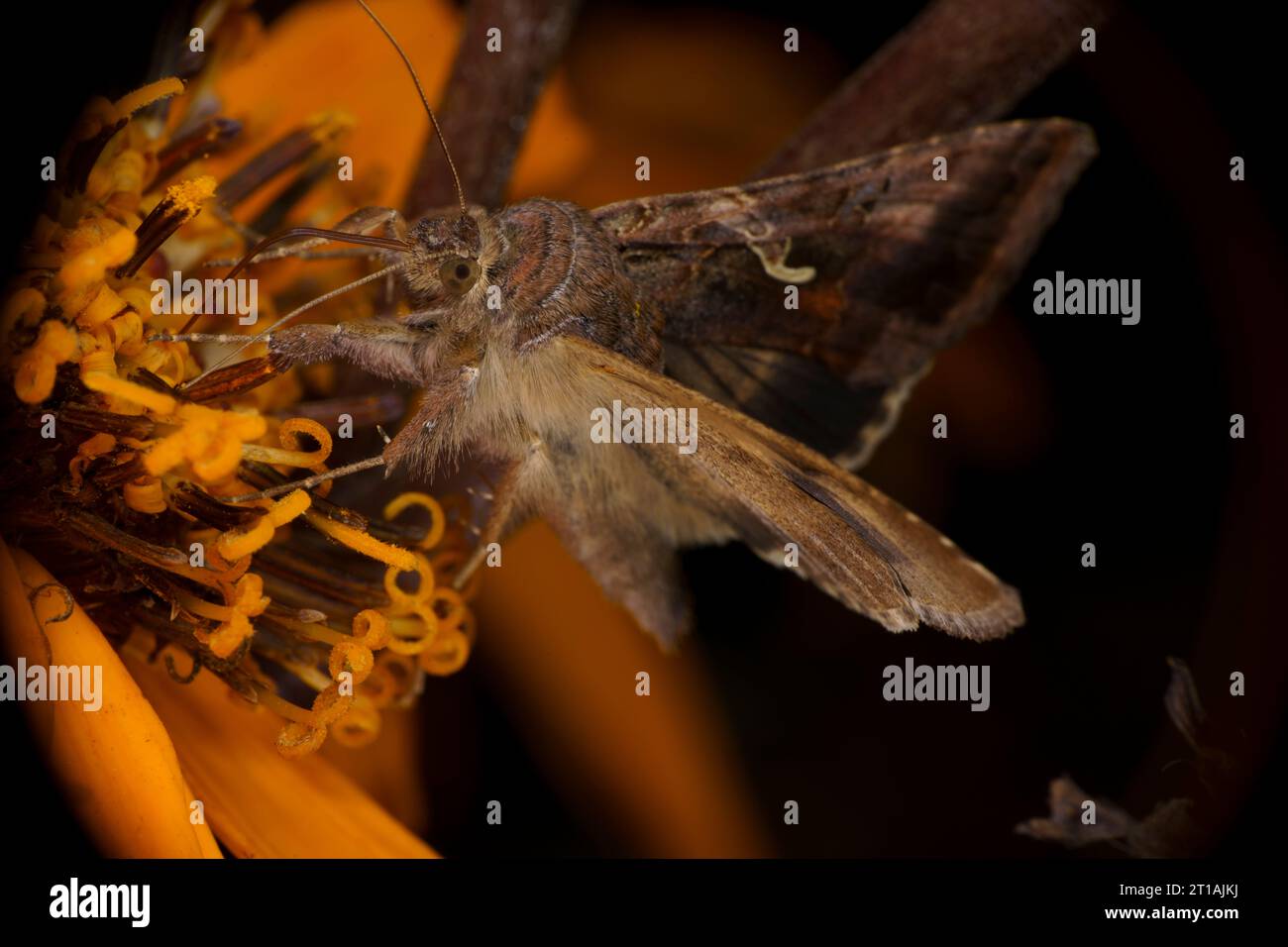Autographa gamma Family Noctuidae Genus Autographa Silver Y moth wild ...