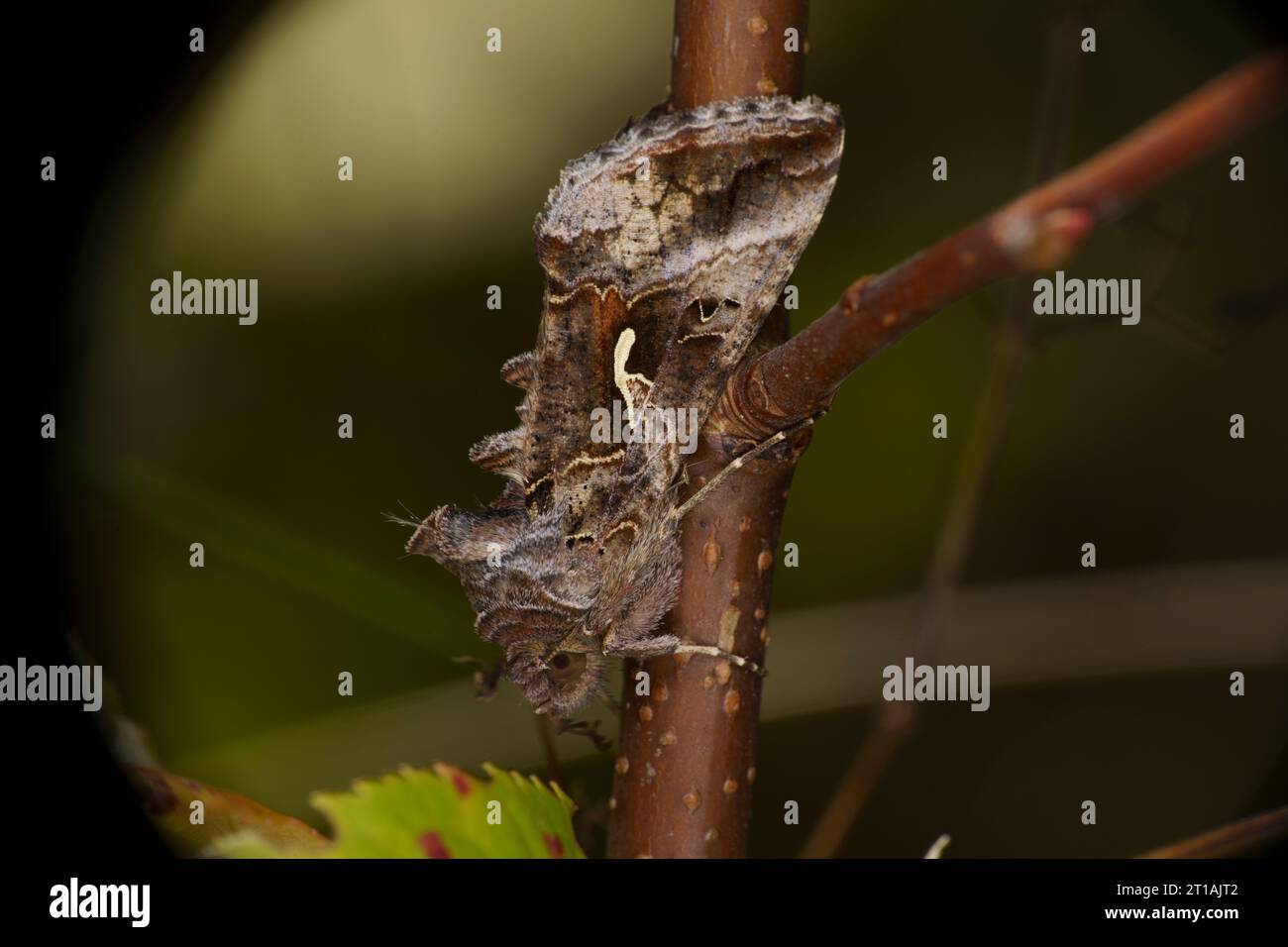 Autographa gamma Family Noctuidae Genus Autographa Silver Y moth wild ...