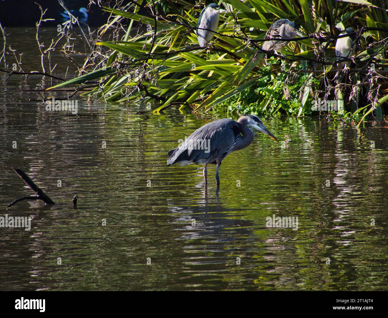 Great blue heron with other water birds in pond, natural habitat in the ...