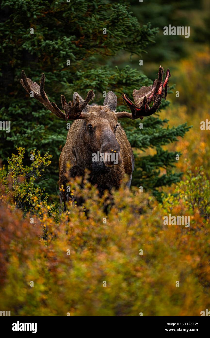 Alaska moose shed hi-res stock photography and images - Alamy