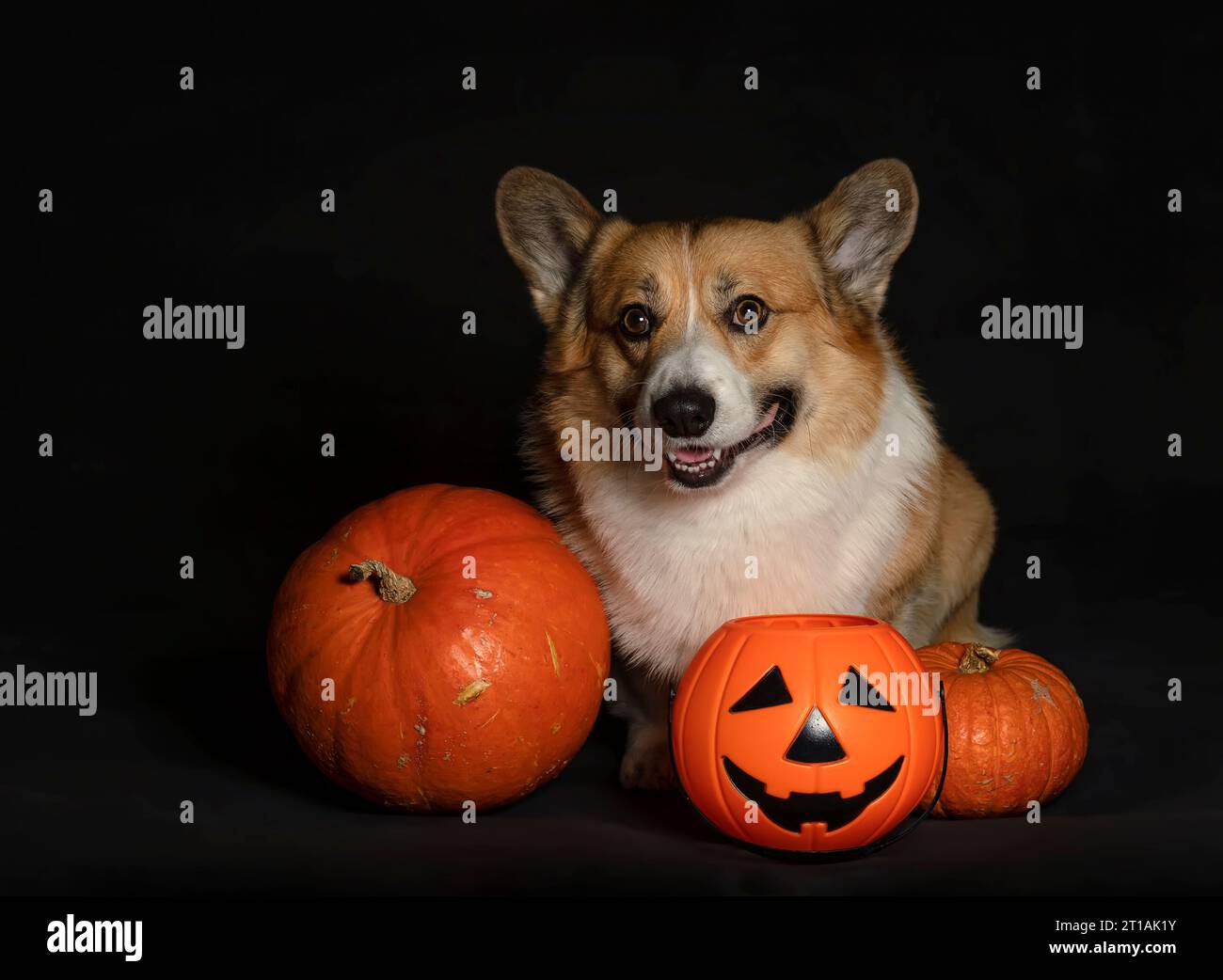funny and funny corgi dog puppy for halloween sitting in the studio on ...