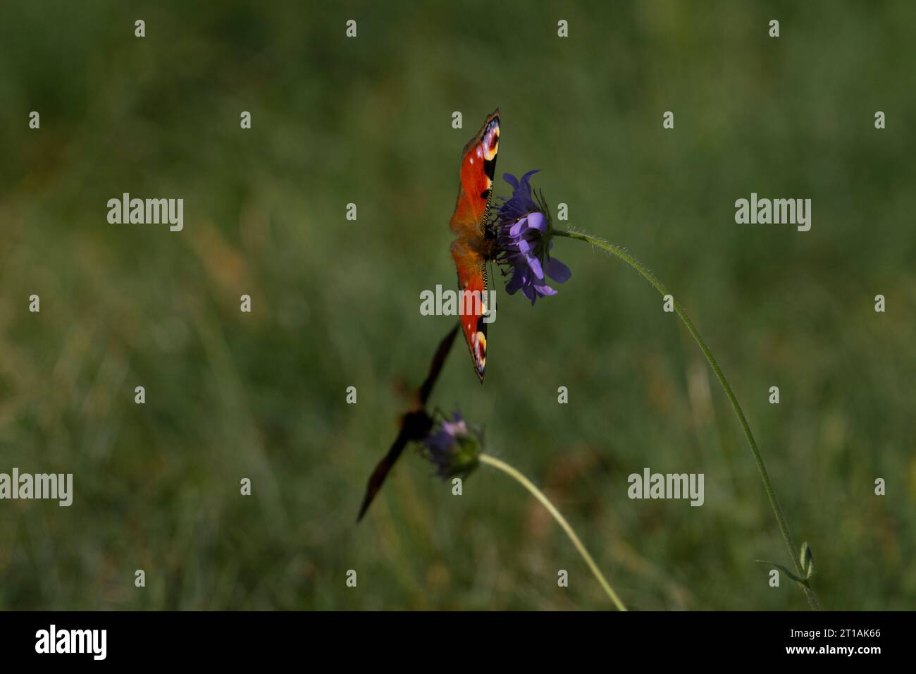 Aglais io Family Nymphalidae Genus Aglais Peacock butterfly European ...