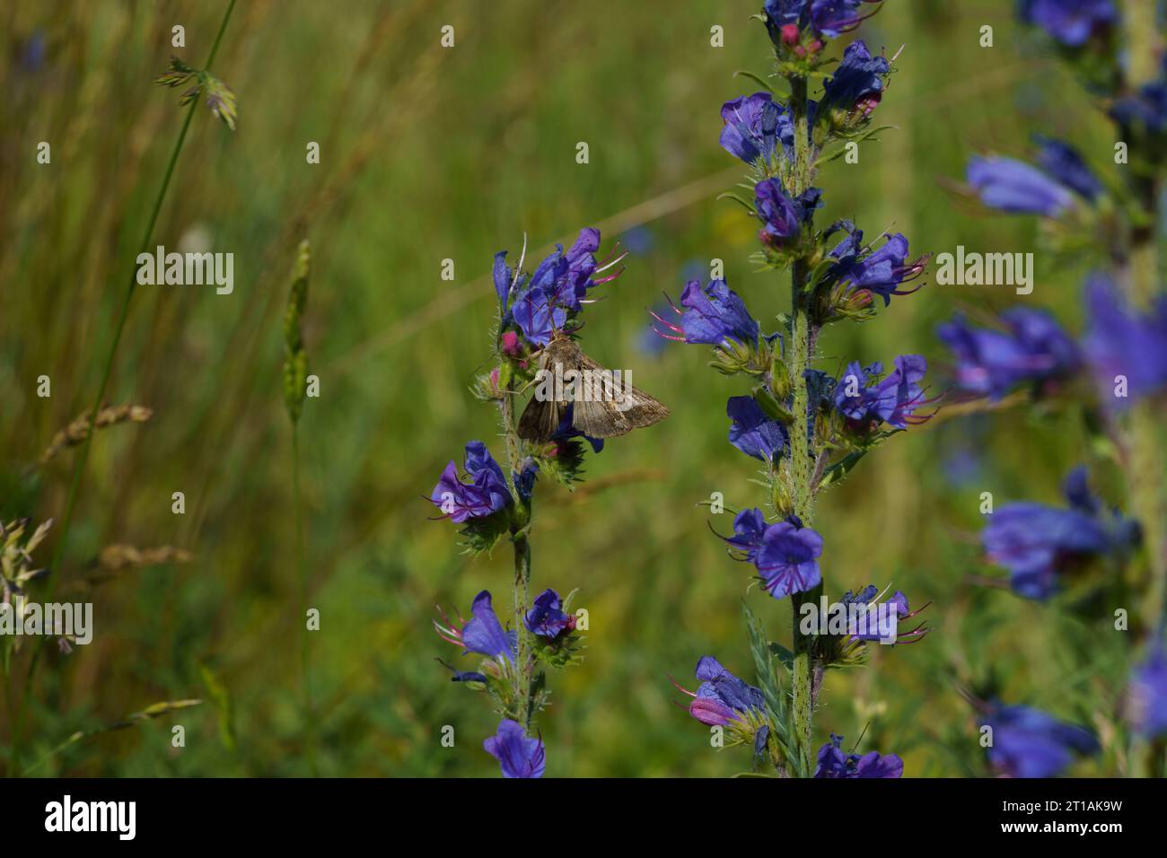 Autographa gamma Family Noctuidae Genus Autographa Silver Y moth wild ...