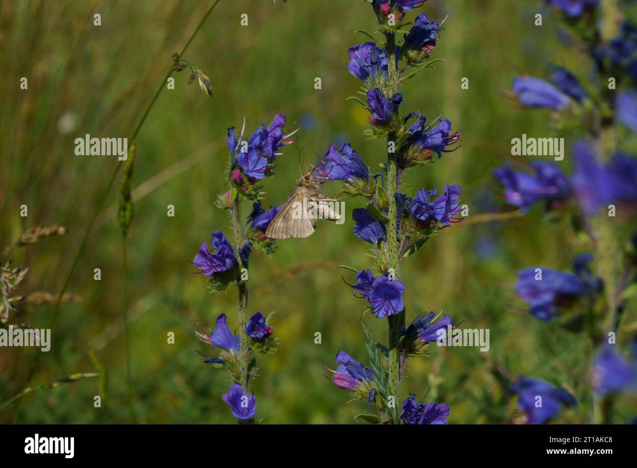 Autographa gamma Family Noctuidae Genus Autographa Silver Y moth wild ...