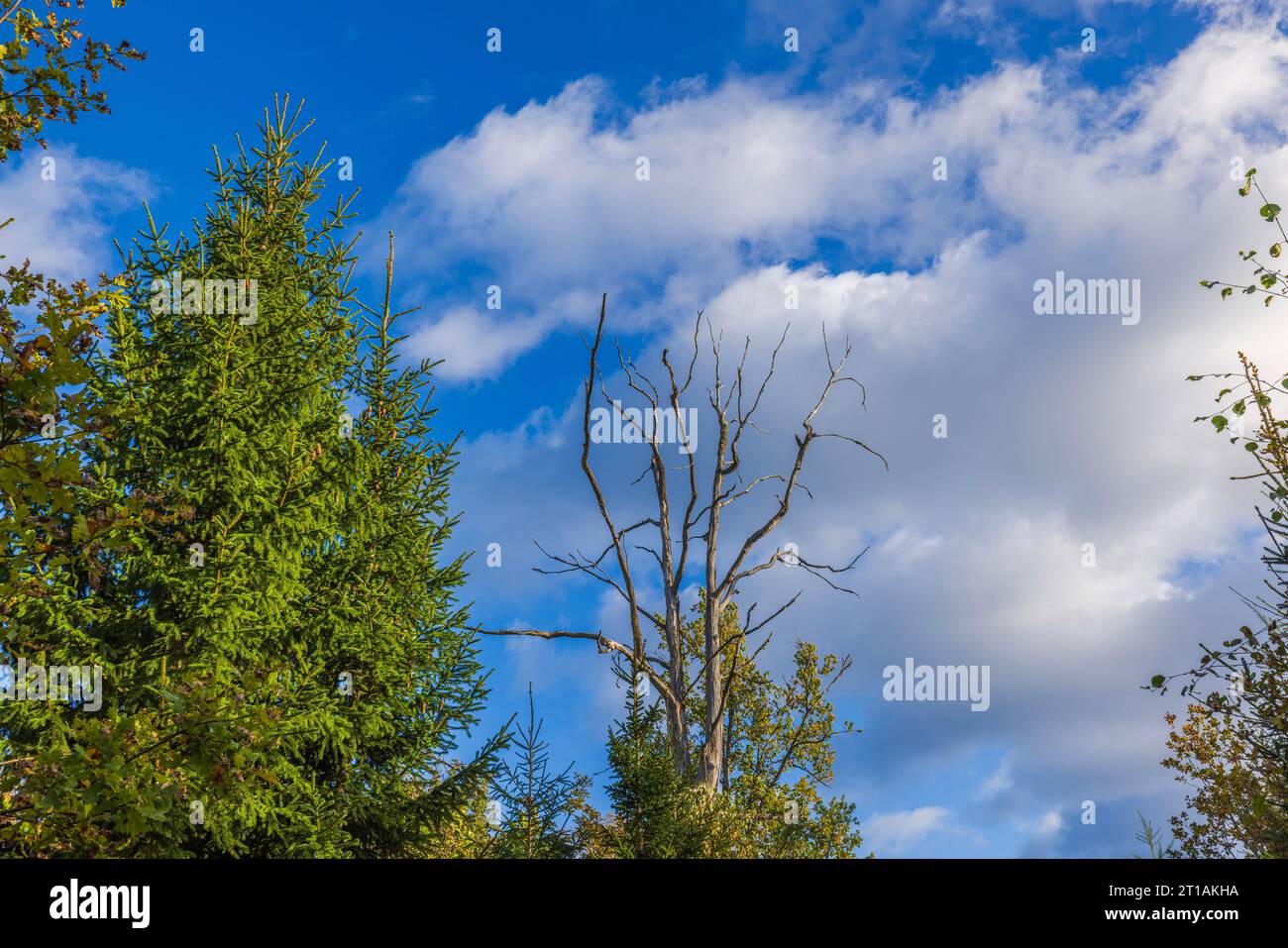 Beautiful view of treetops against blue sky with puffy white clouds ...
