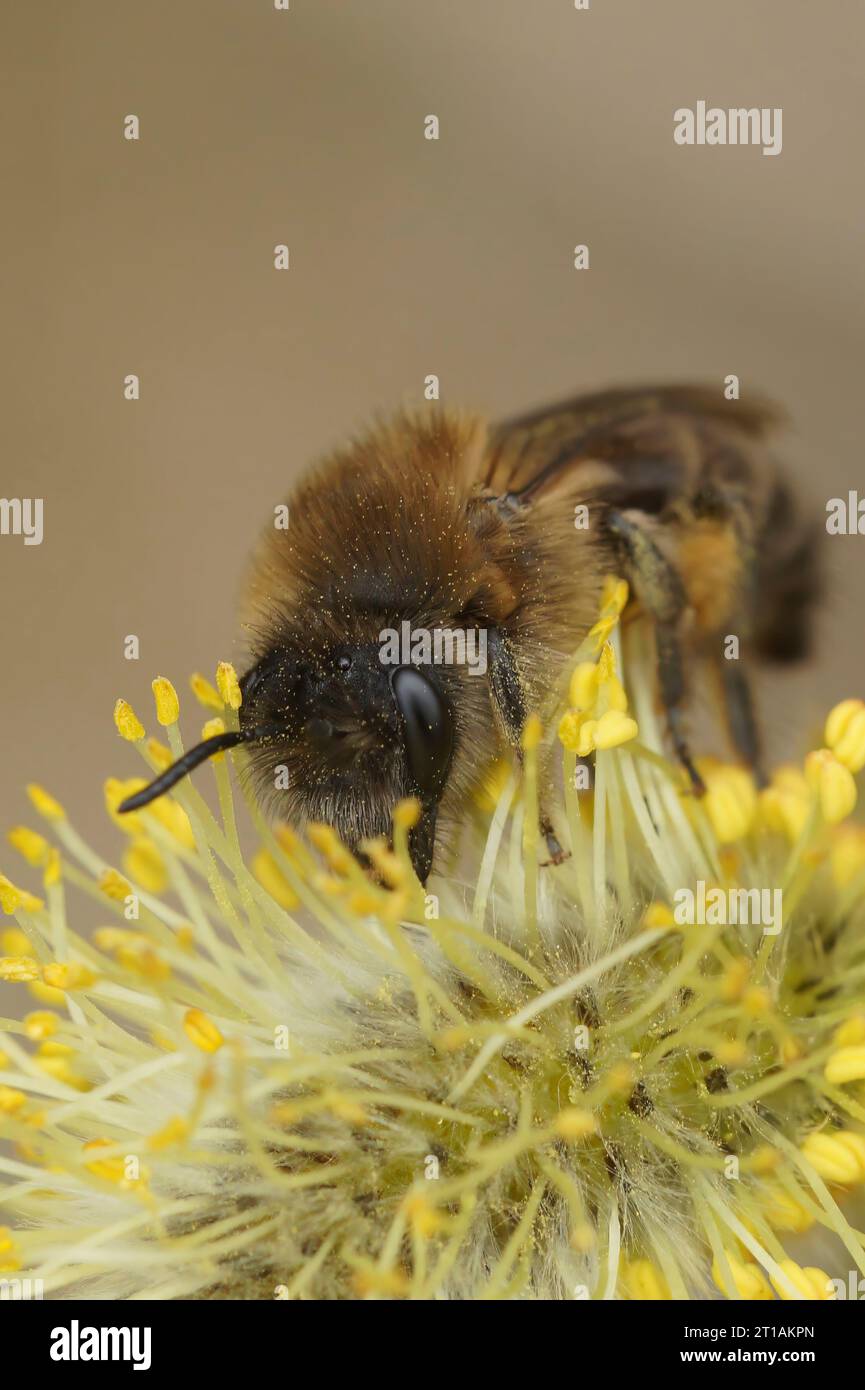 Natural closeup on an early mining bee, Colletes cunicularius eating ...