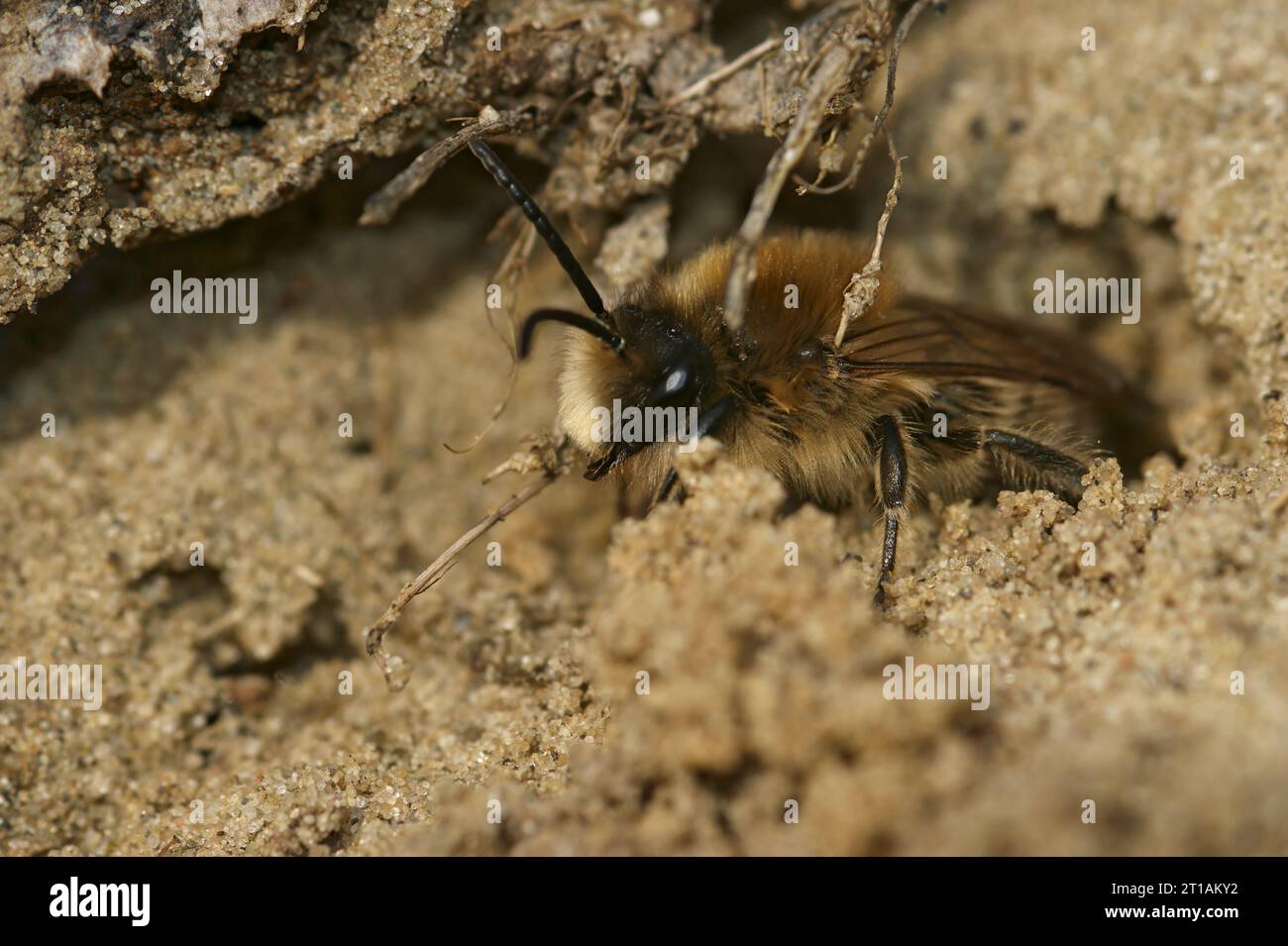 Detailed Lateral closeup of the male vernal colletes or spring mining ...