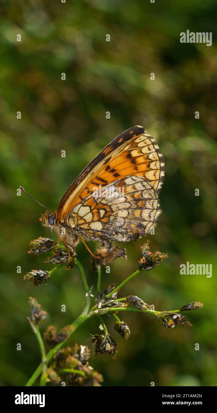 Melitaea athalia Family Nymphalidae Genus Mellicta Heath fritillary ...