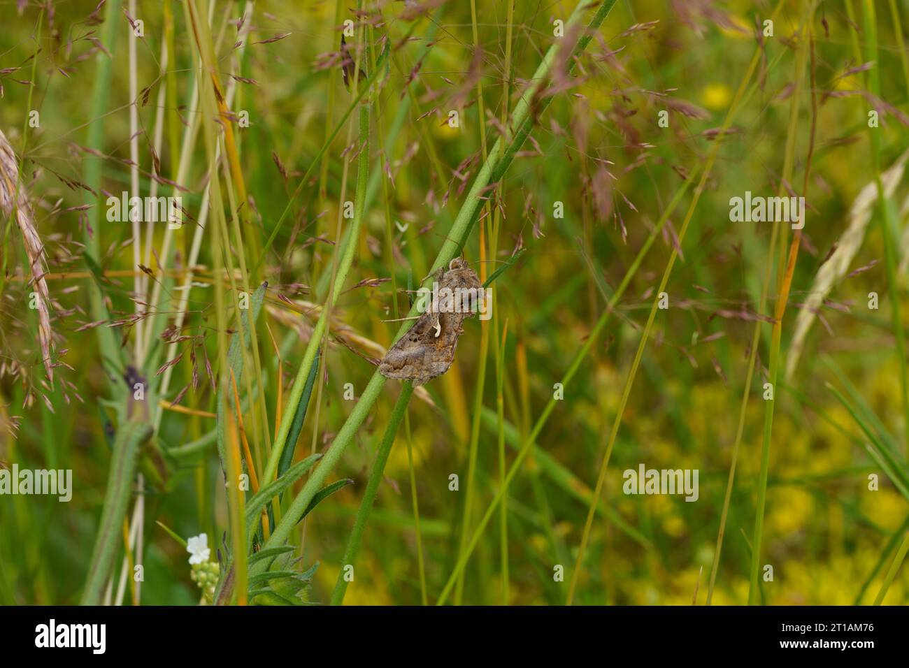 Autographa gamma Family Noctuidae Genus Autographa Silver Y moth wild ...