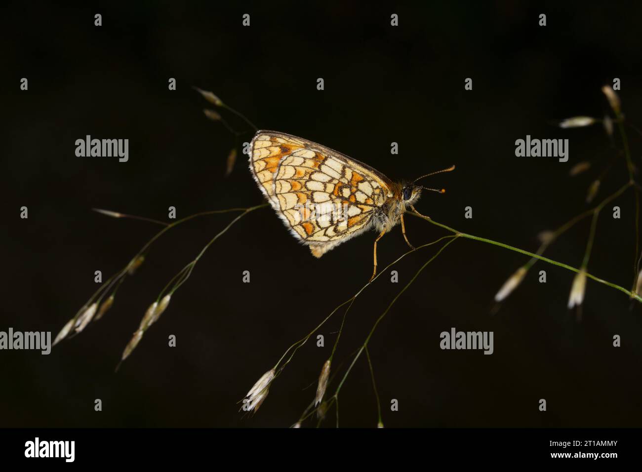 Melitaea athalia Family Nymphalidae Genus Mellicta Heath fritillary ...