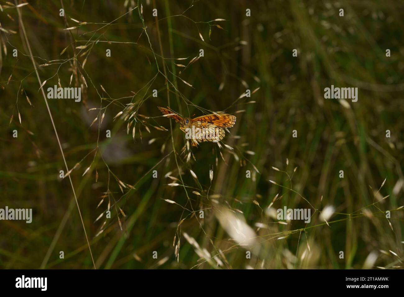 Melitaea athalia Family Nymphalidae Genus Mellicta Heath fritillary ...
