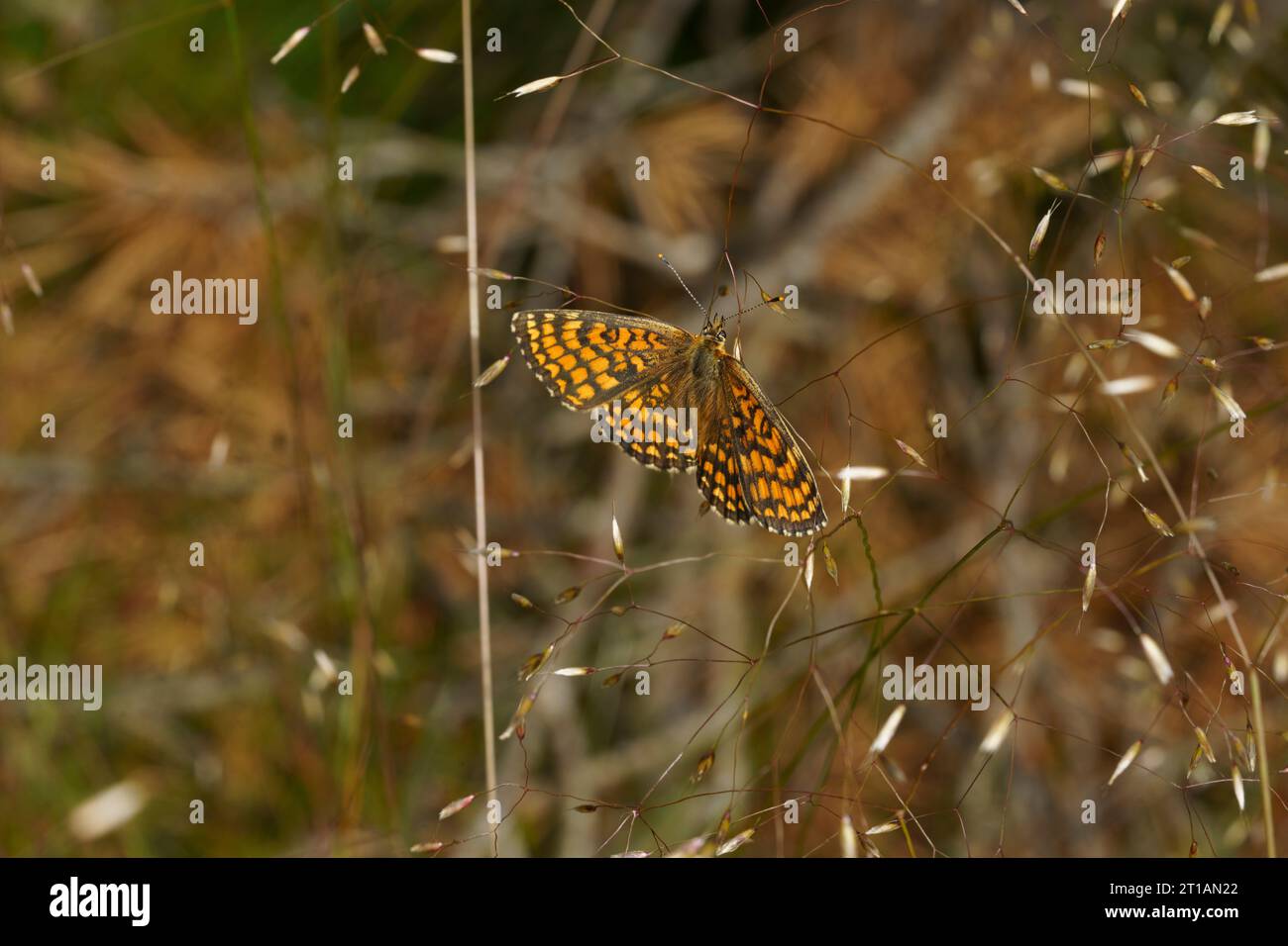 Melitaea athalia Family Nymphalidae Genus Mellicta Heath fritillary ...