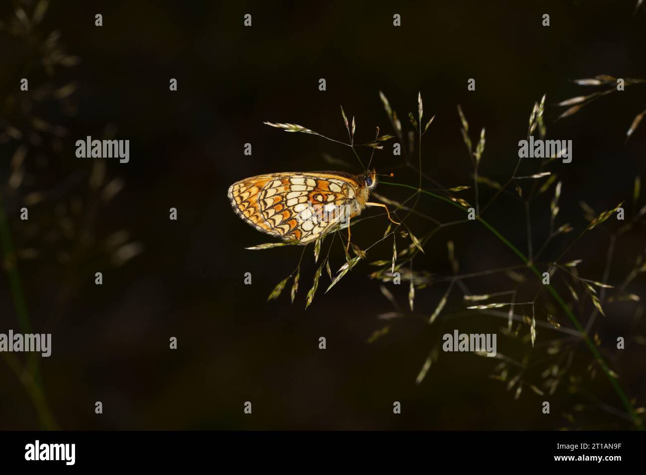 Melitaea athalia Family Nymphalidae Genus Mellicta Heath fritillary ...