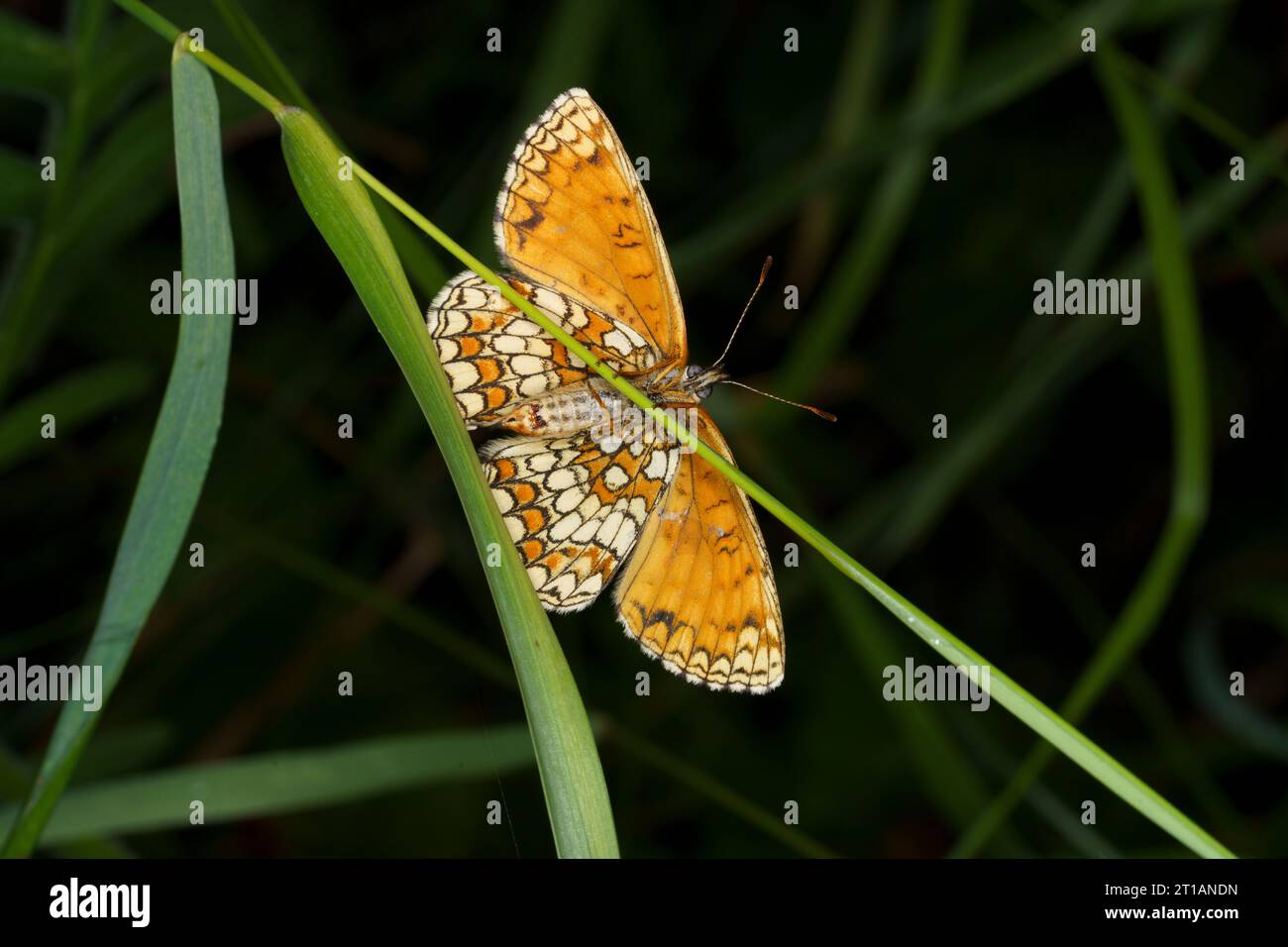 Melitaea athalia Family Nymphalidae Genus Mellicta Heath fritillary ...