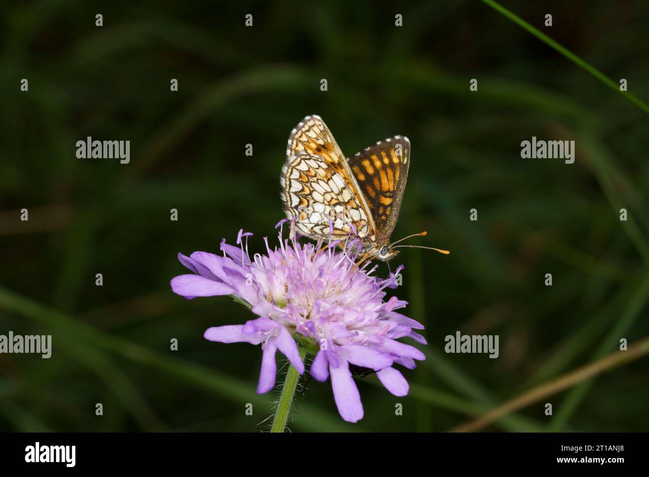 Melitaea diamina Family Nymphalidae Genus Melitaea False heath ...