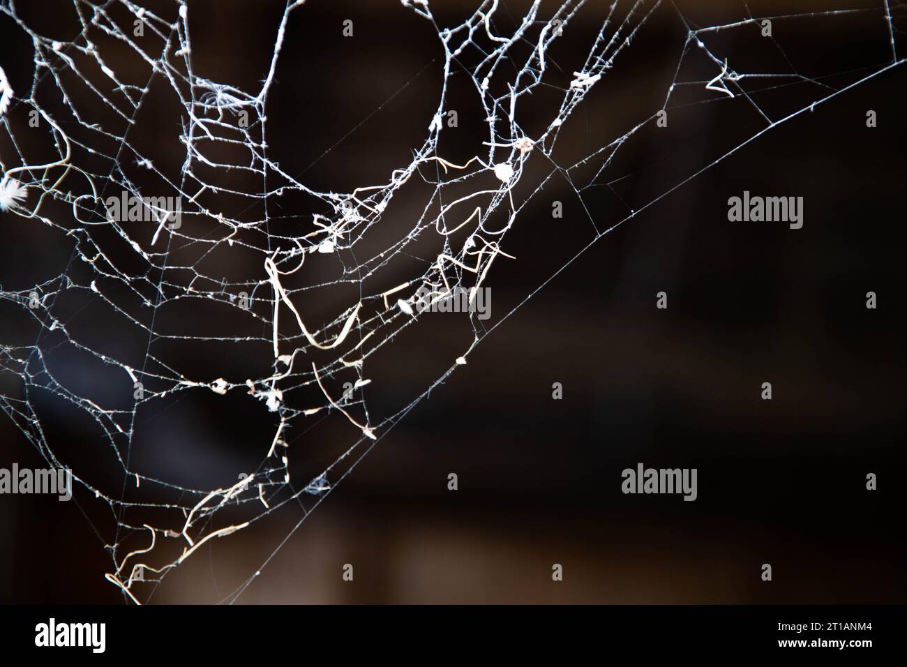 Spider vector clipart hi-res stock photography and images - Alamy