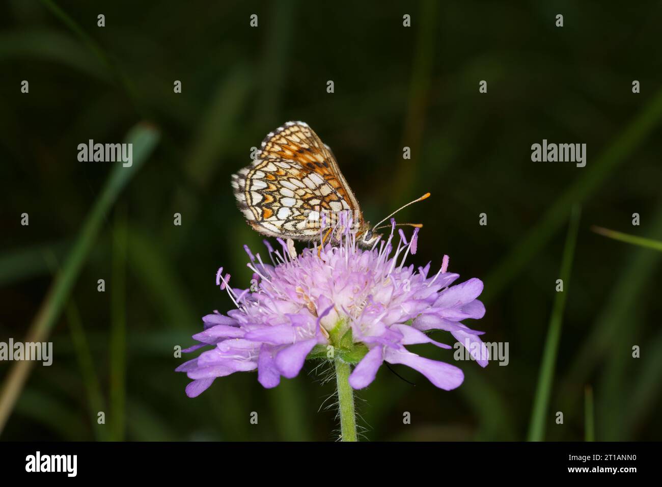 Melitaea diamina Family Nymphalidae Genus Melitaea False heath ...