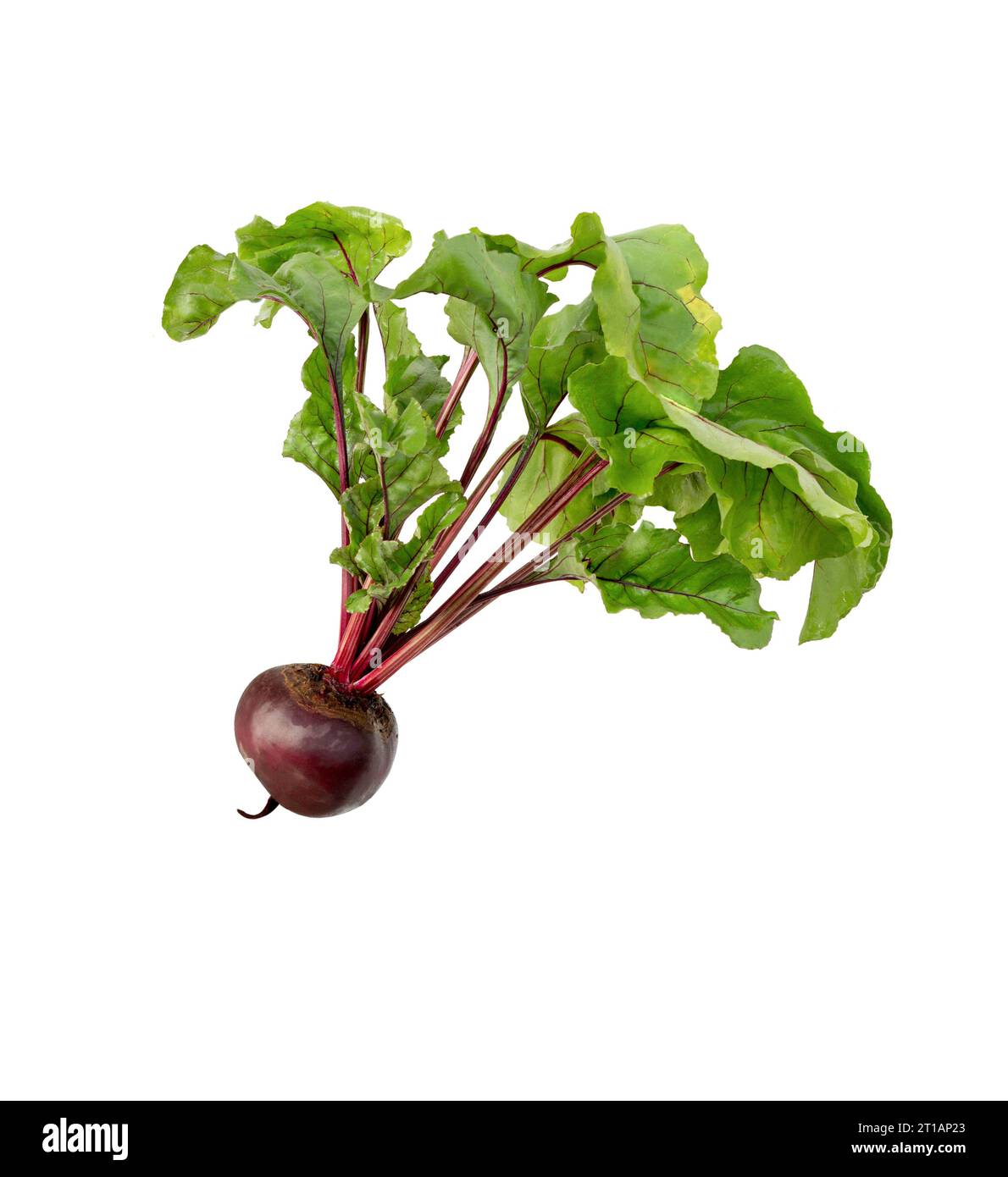 Beetroot on white . One fresh red beet with leaves isolated on white ...