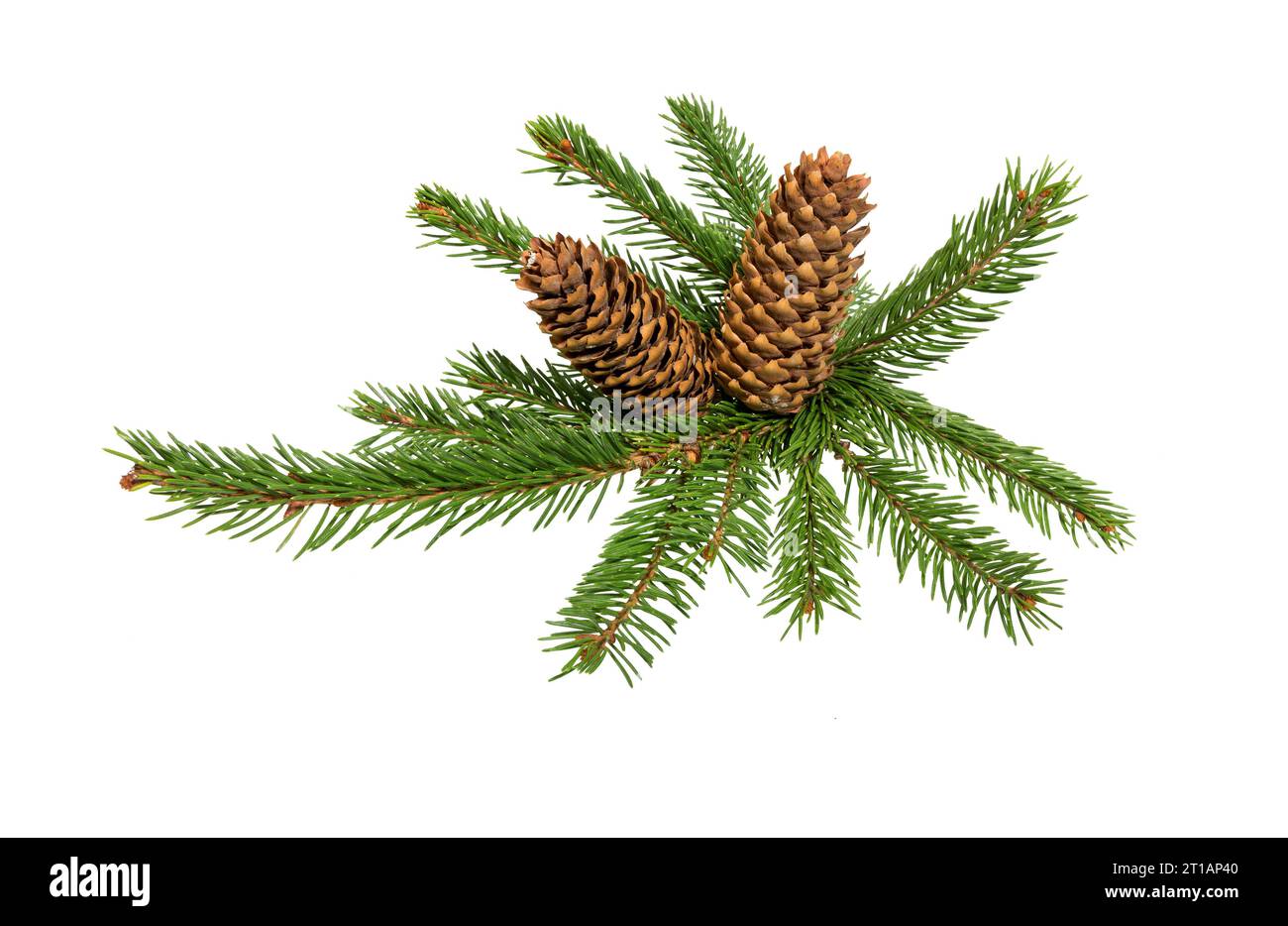 Spruce pine branch cone Cut Out Stock Images & Pictures - Alamy