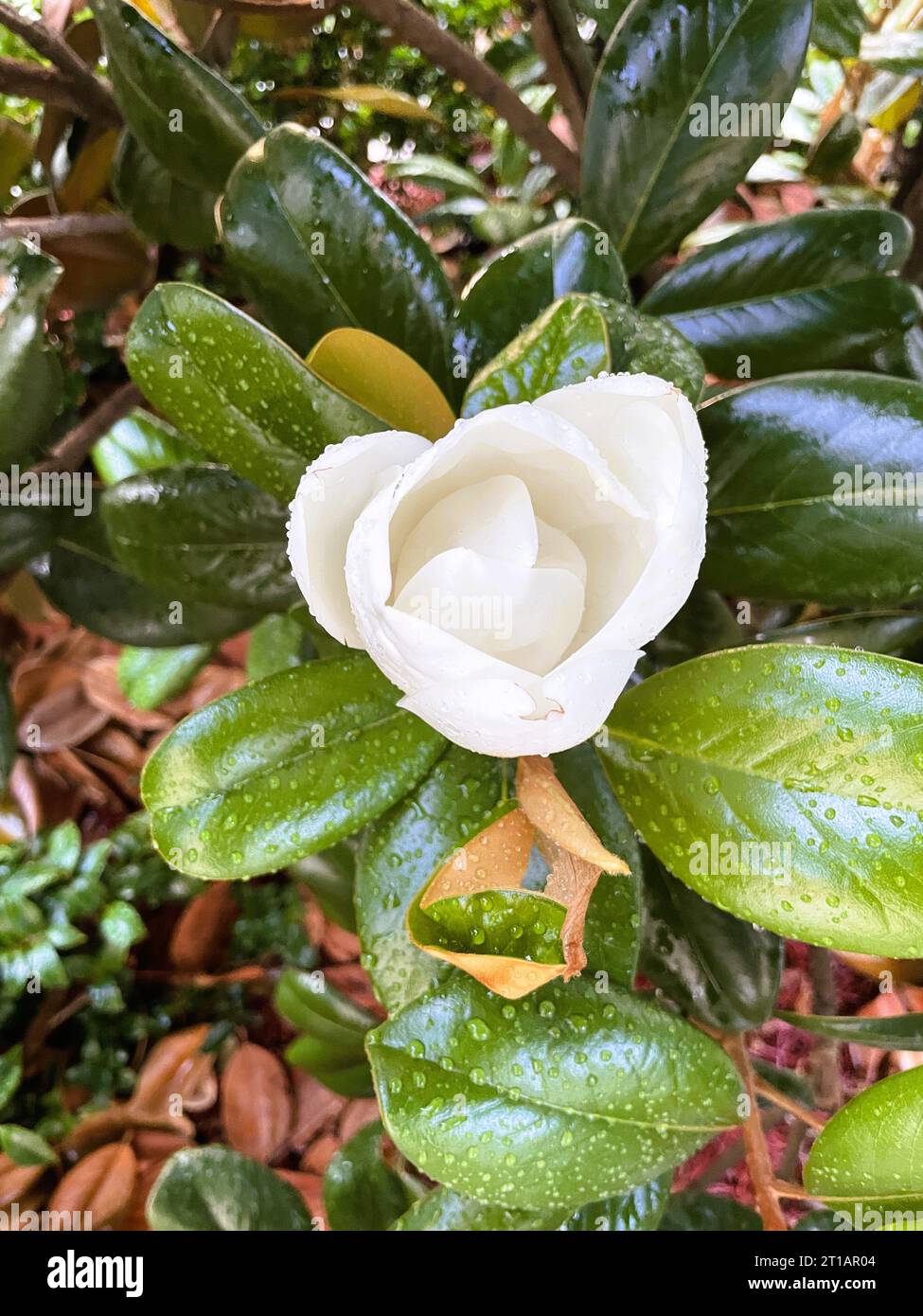 Louisiana magnolia flower hi-res stock photography and images - Alamy