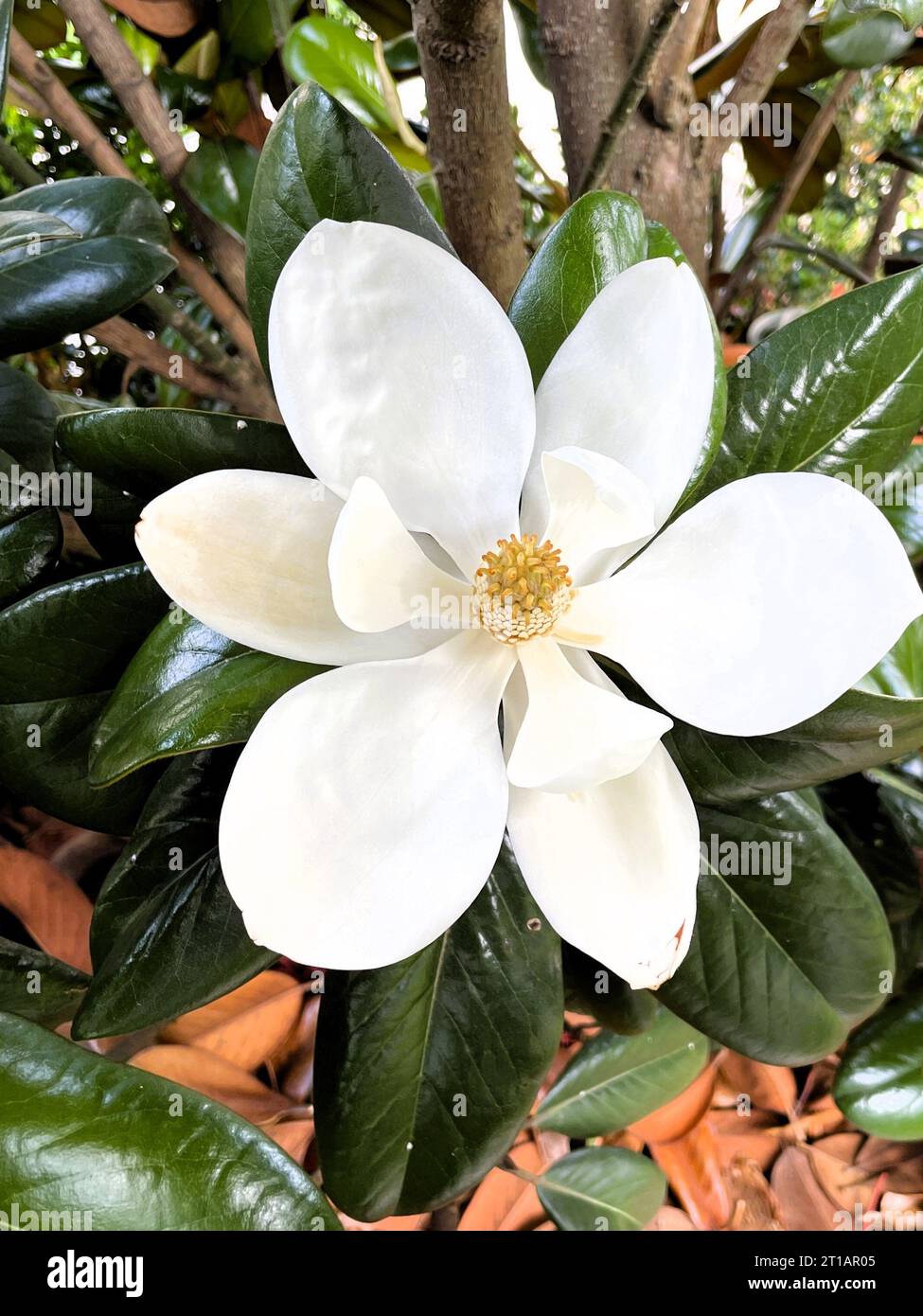 Dwarf magnolia hi-res stock photography and images - Alamy