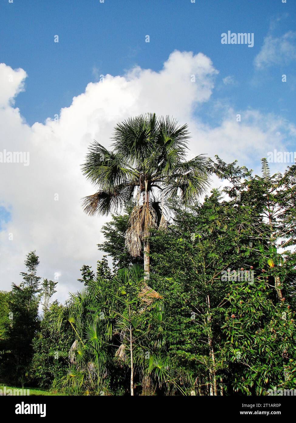 Moriche palm hi-res stock photography and images - Alamy