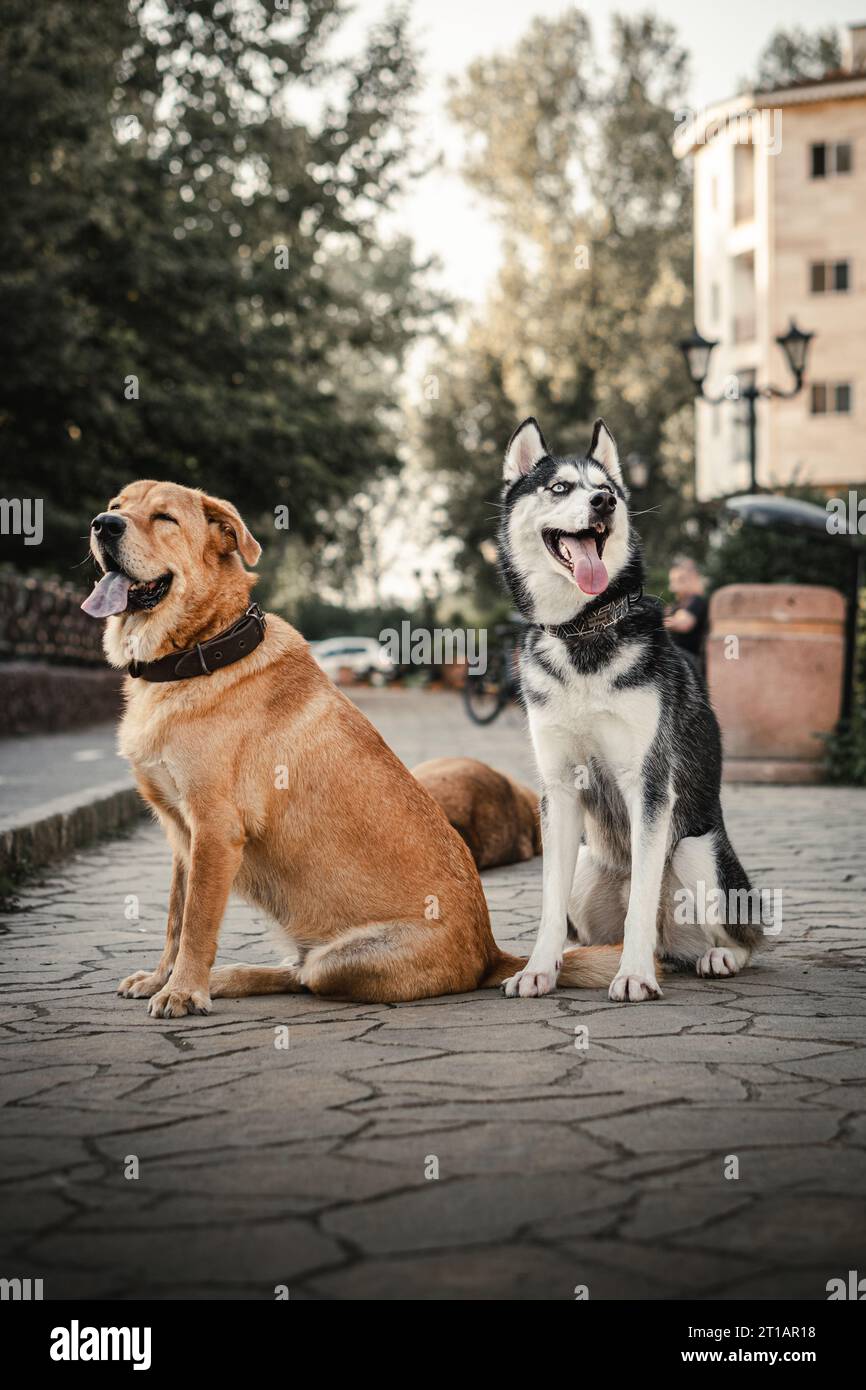 cute dogs huskey Stock Photo - Alamy