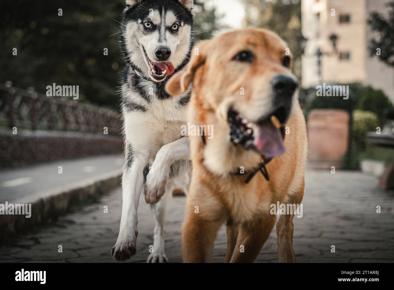 cute dogs playing Stock Photo - Alamy