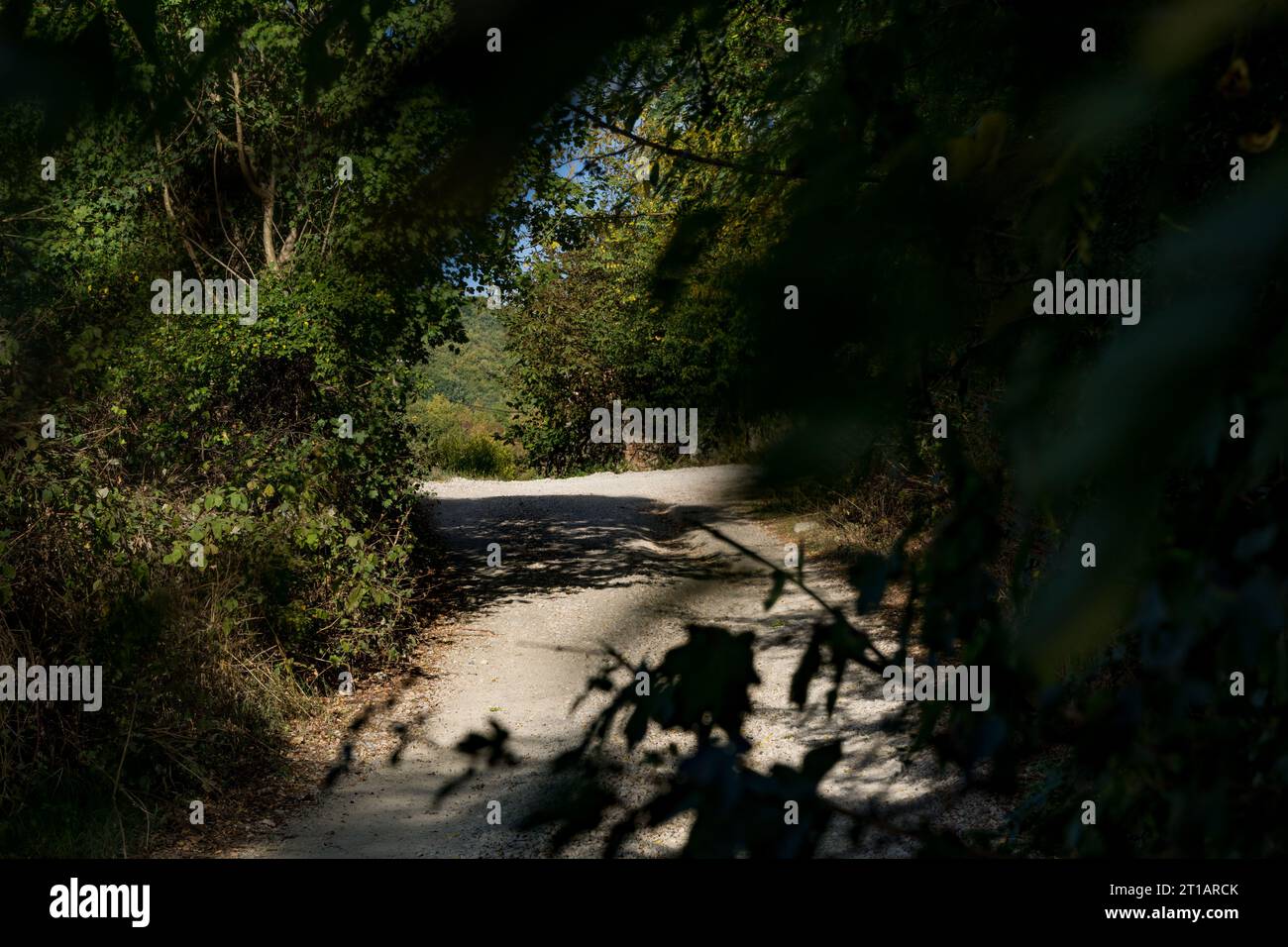 Rural unpaved road bathed in summer sunlight, viewed from the bushes ...