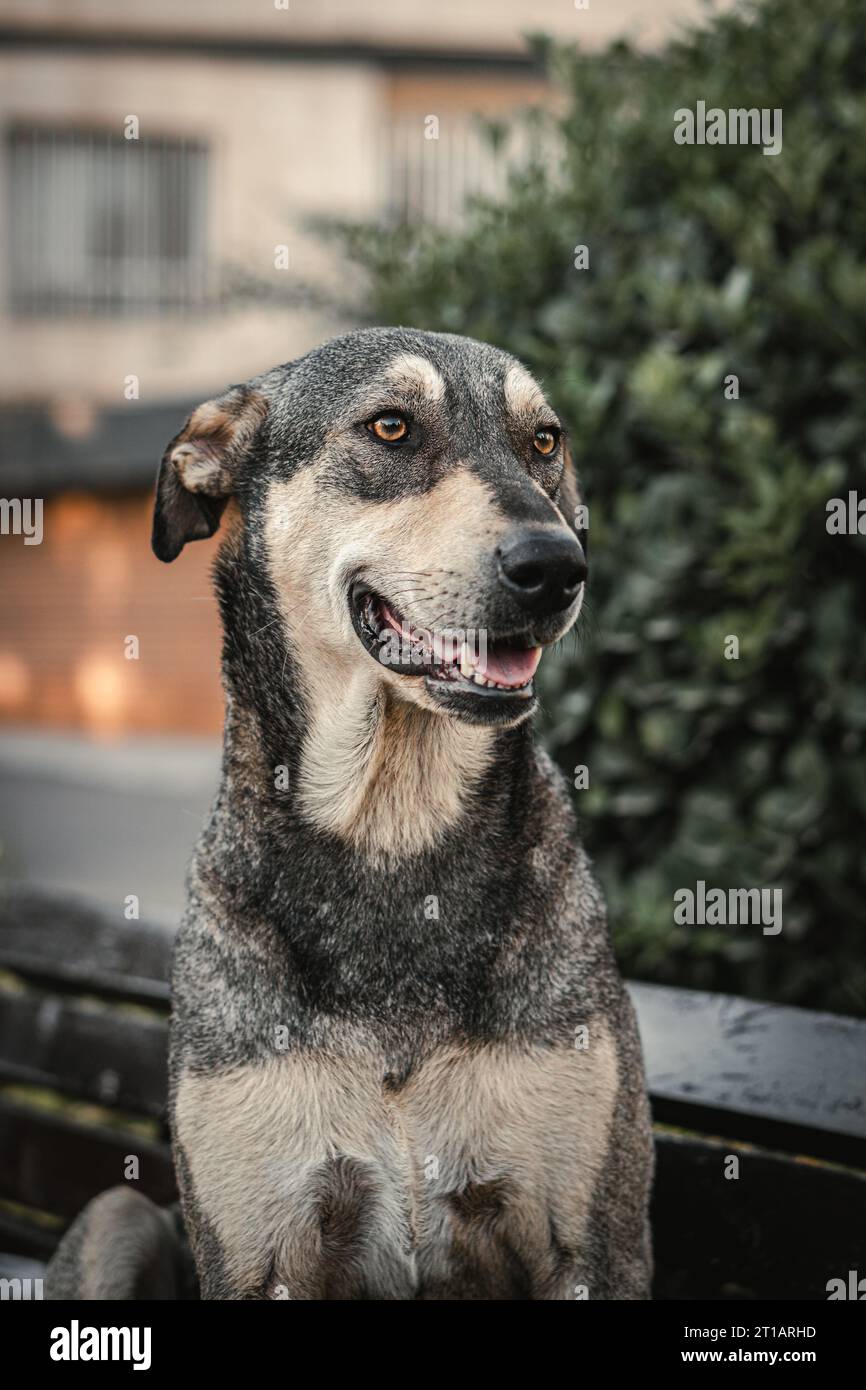 happy street dog Stock Photo - Alamy