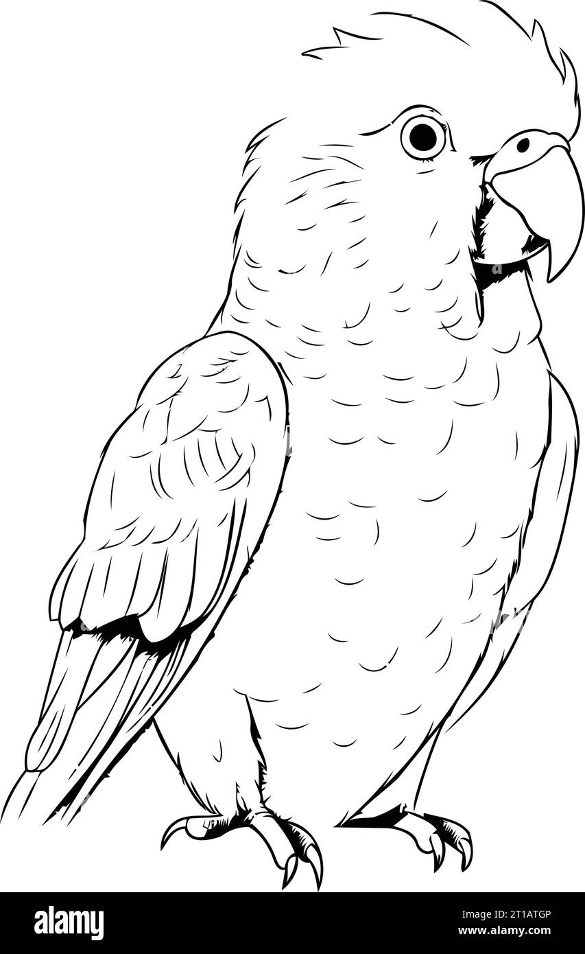 Sketch of a cockatoo parrot on a white background Stock Vector Image ...