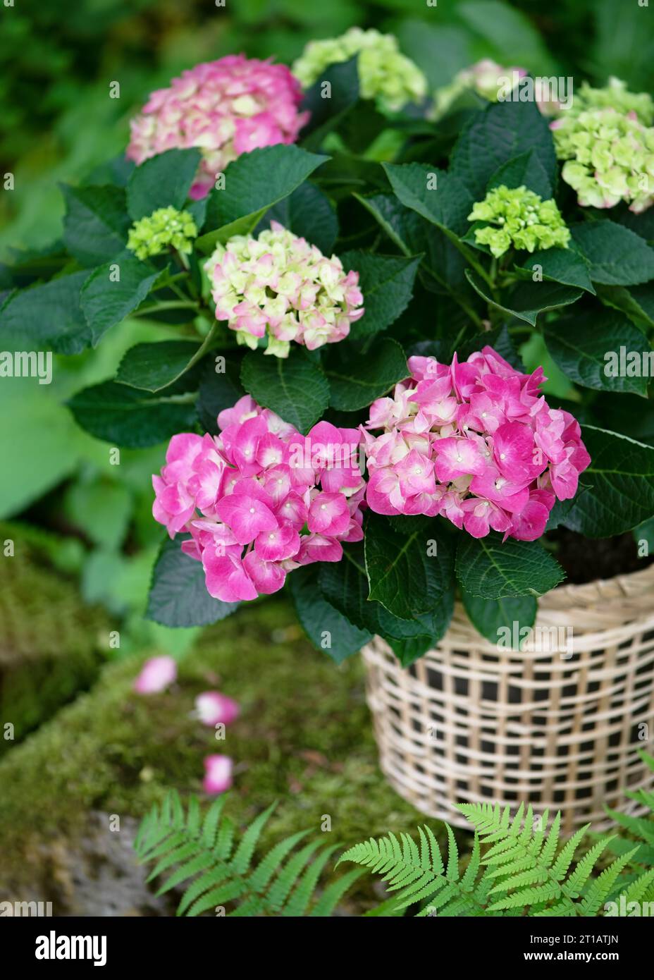 Gerten decoration with blooming pink, green hydrangea flower in a ...
