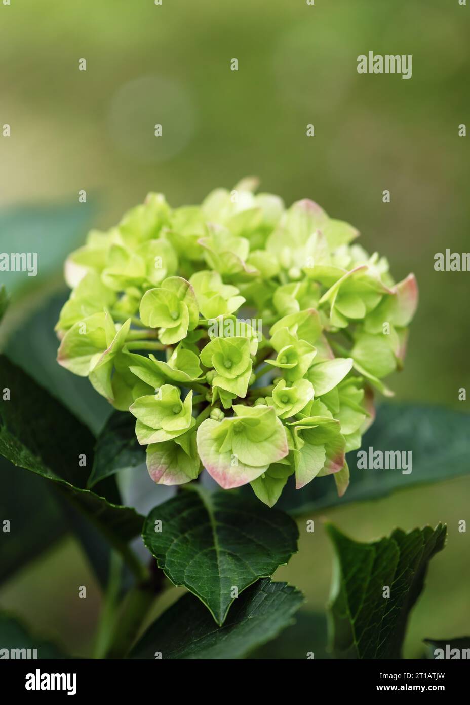 Summer flowering green hydrangea flower in the cottage garden at blur ...