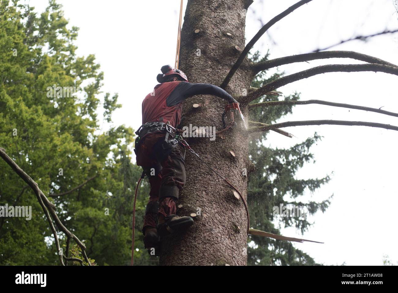 Aborist Working At Height During Tree Care And Tree Pruning Aborist ...