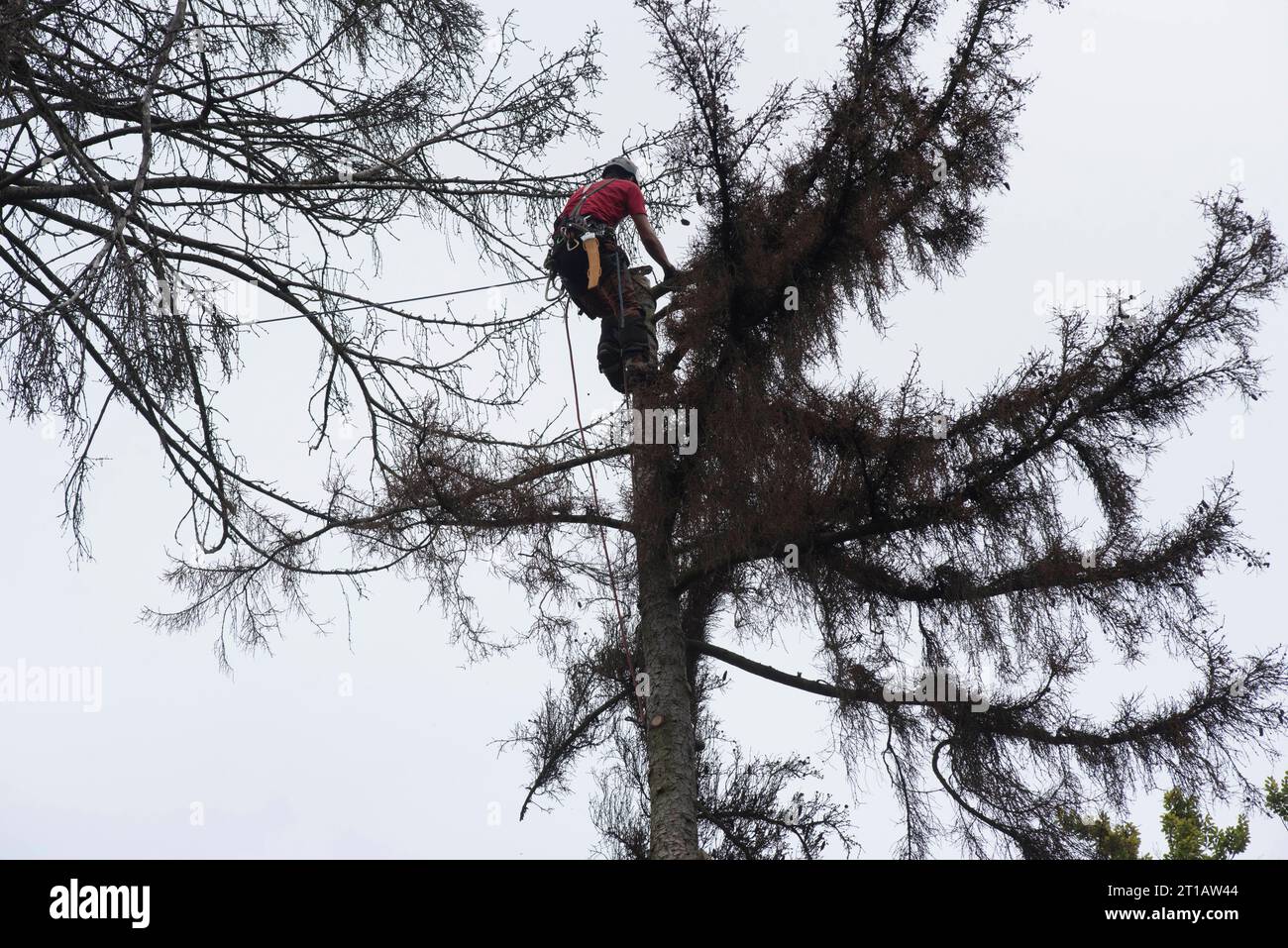Aborist Working At Height During Tree Care And Tree Pruning Aborist ...
