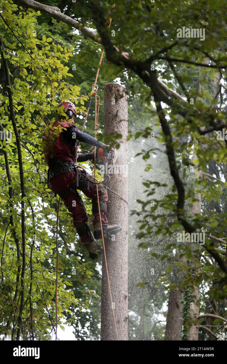 Aborist Working At Height During Tree Care And Tree Pruning Aborist ...