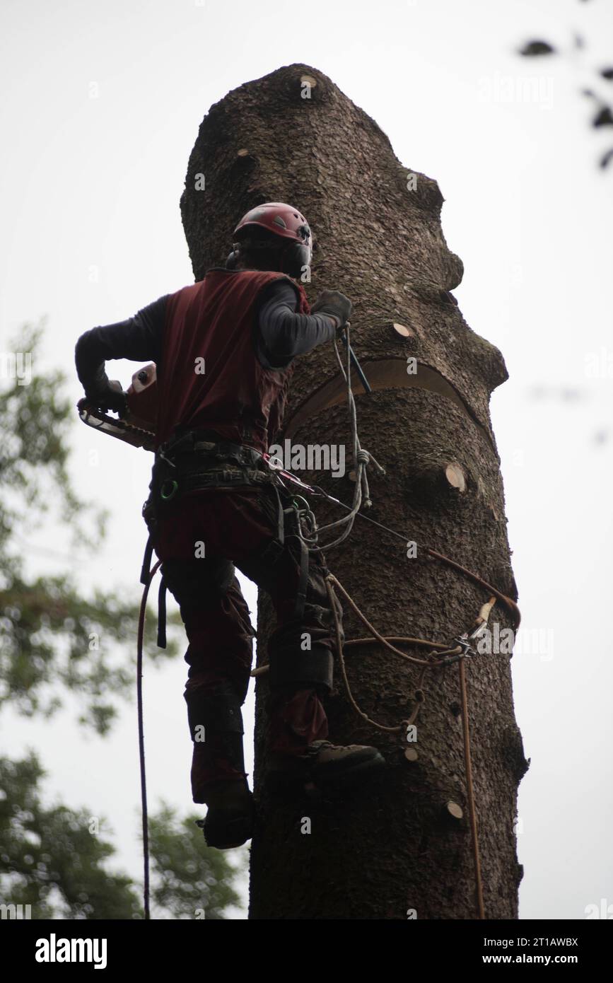 A Tree Trunk After The Felling And Cutting Of A Tree Tree Trunk After ...