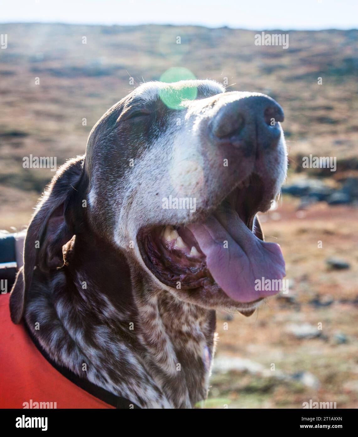 Happy german shorthaired pointer on a hunting trip hi-res stock ...