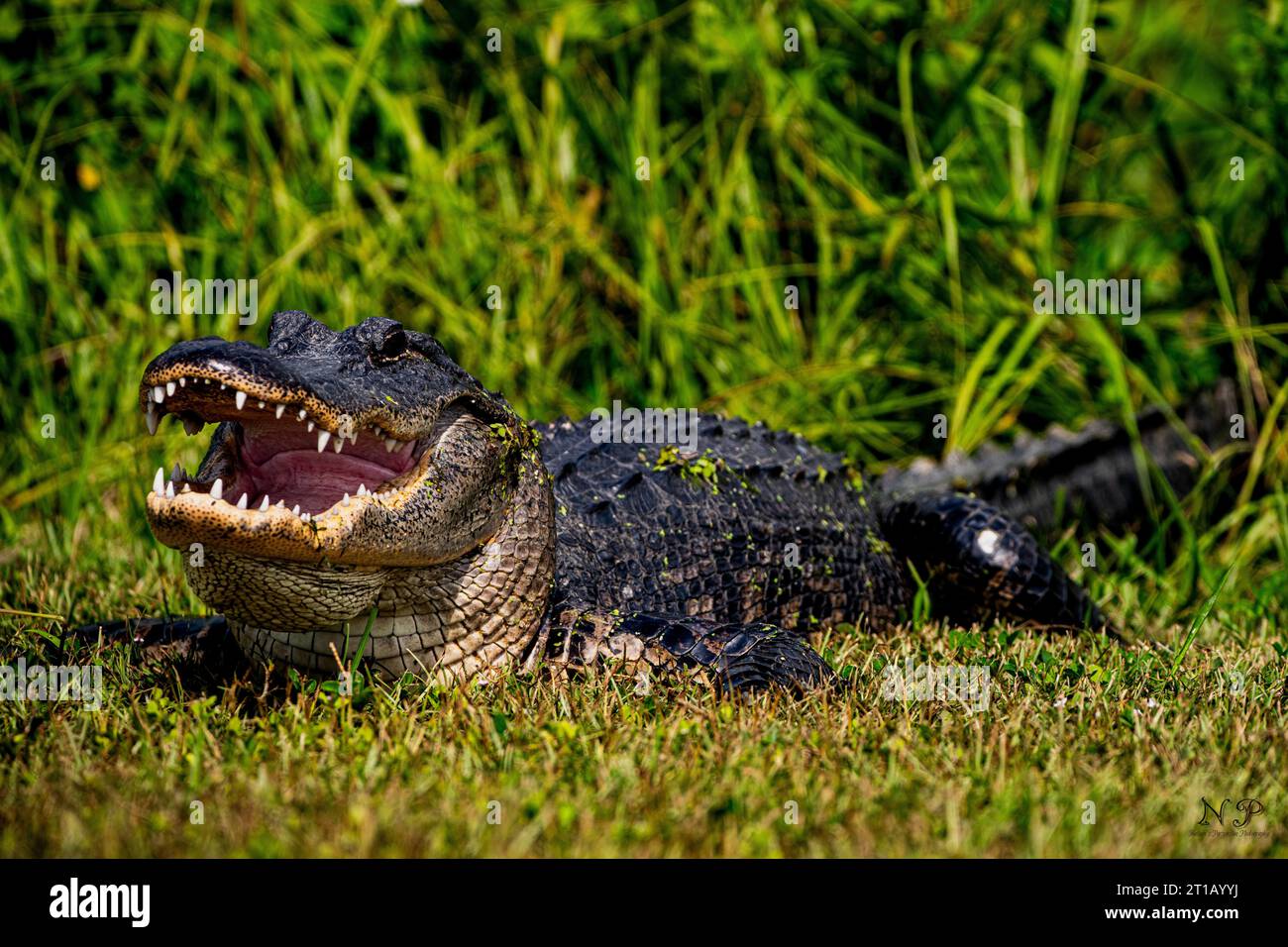 A large American Alligator (Alligator mississippiensis) resting in a ...