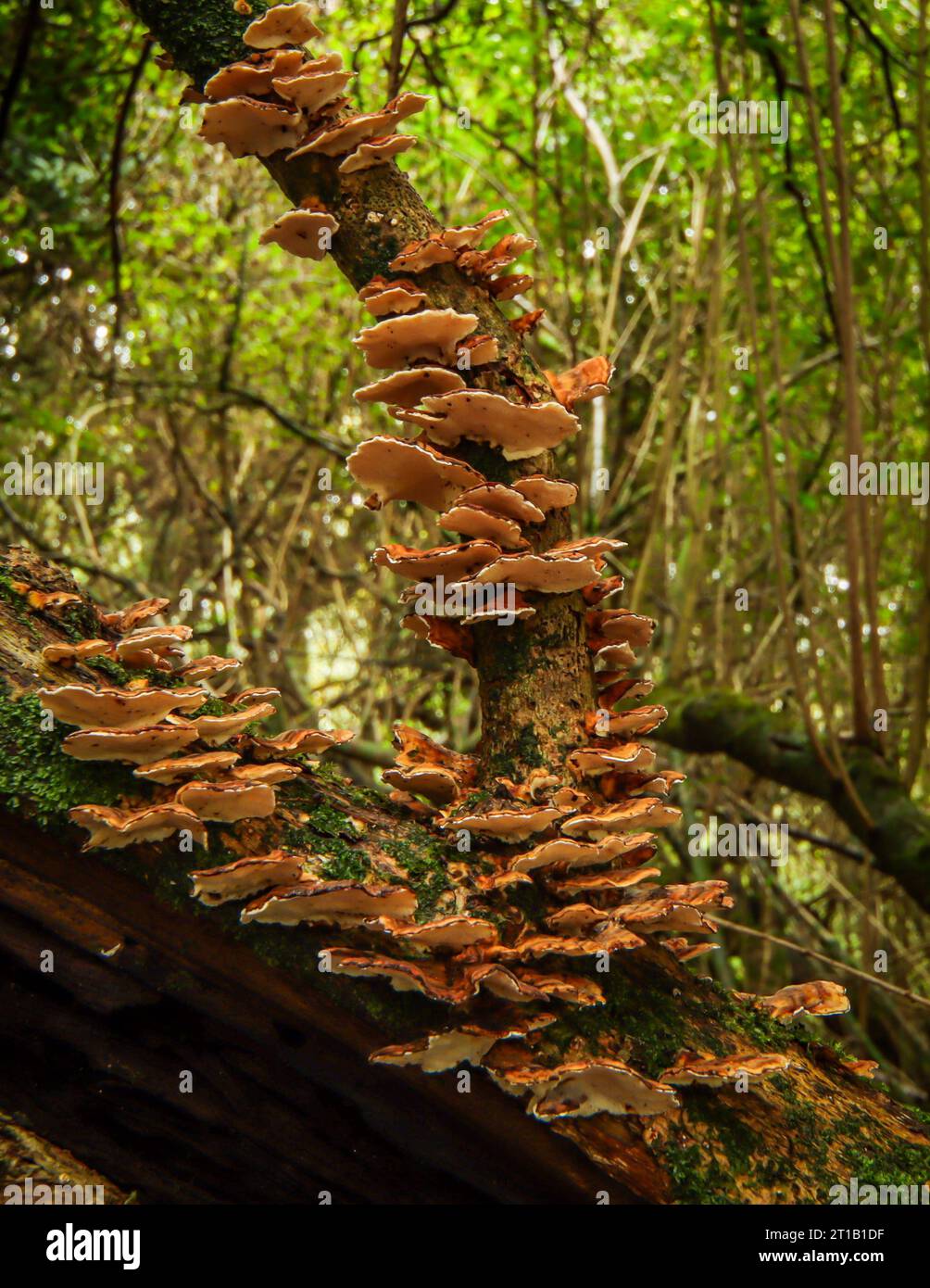 A vertical closeup of fungi on a tree Stock Photo - Alamy