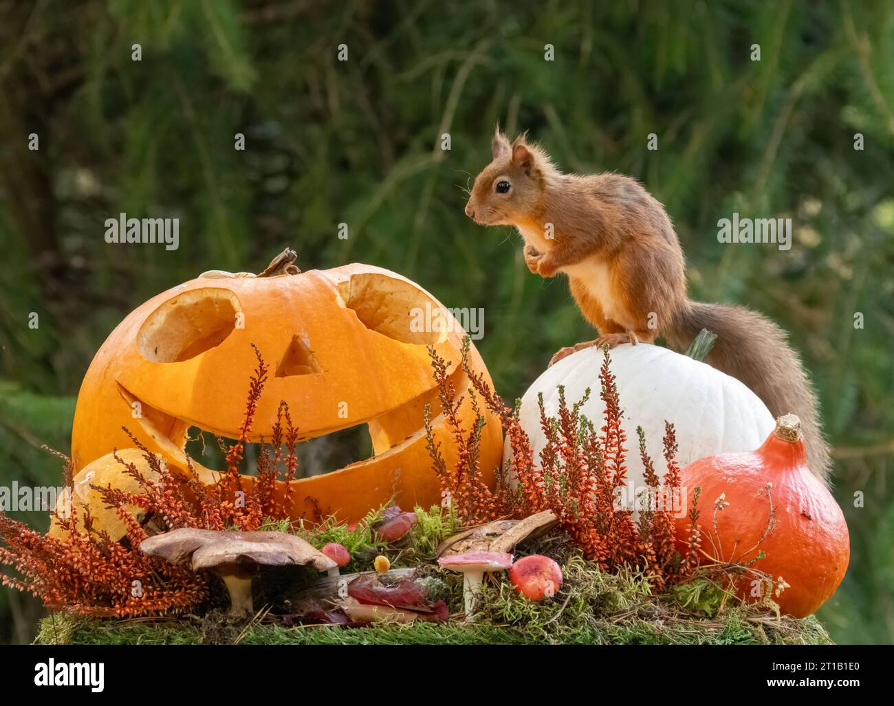 Scottish red squirrel in autumn amongst pumpkins for Halloween in the ...