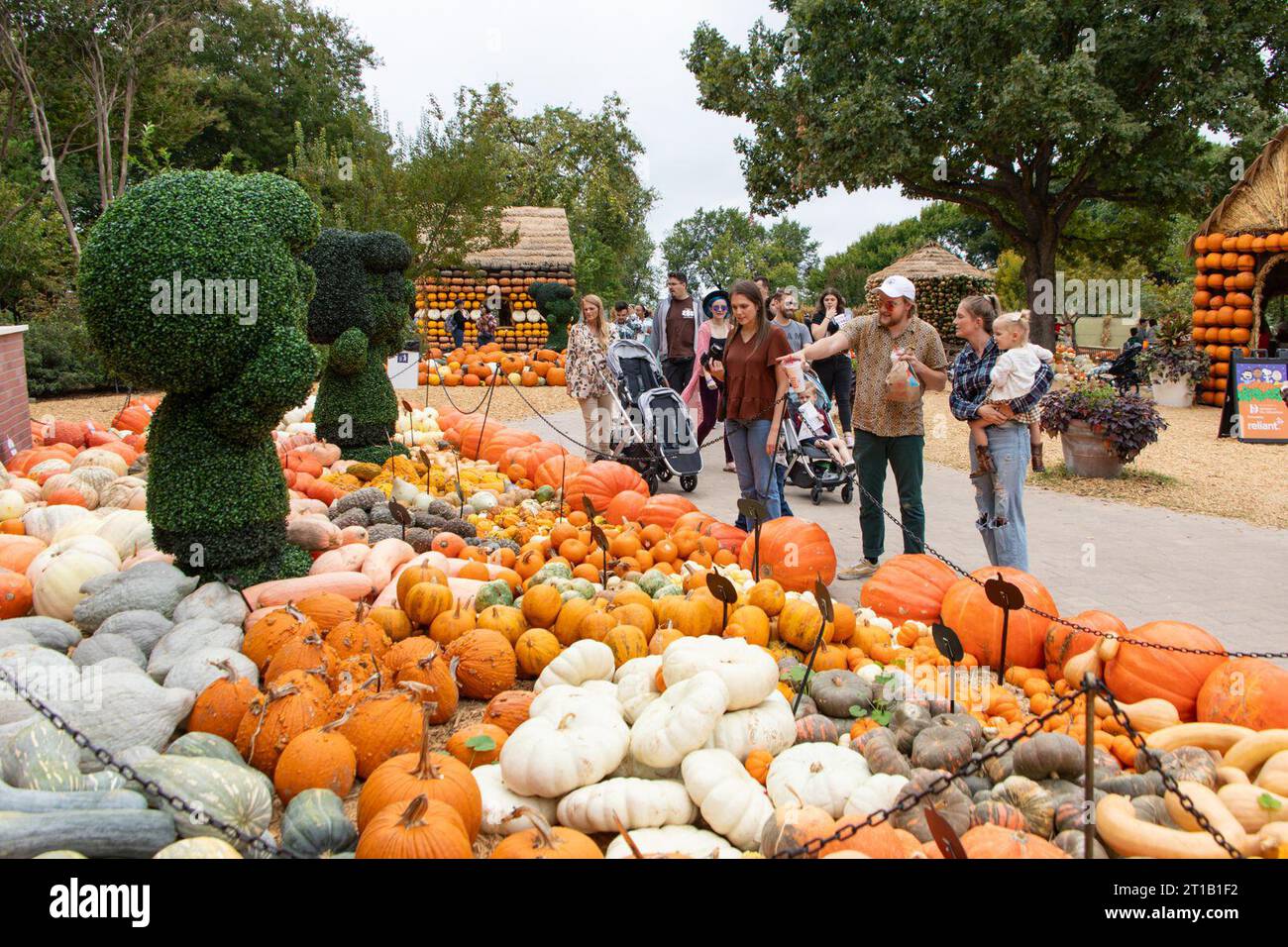 Dallas, USA. 12th Oct, 2023. People look at pumpkins in Dallas ...