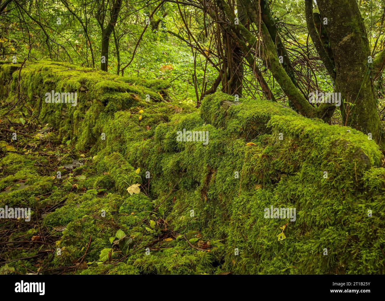 A scenic view of green moss on rocks in a forest Stock Photo - Alamy
