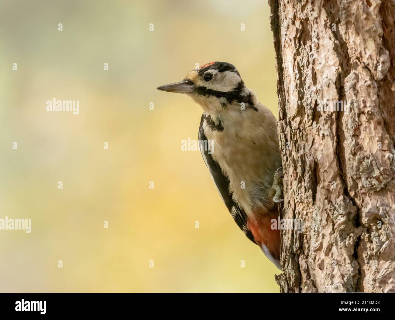 Branch of a birch tree hi-res stock photography and images - Alamy