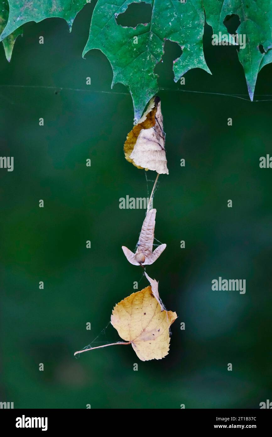 Foliage and leaves threads hi-res stock photography and images - Alamy