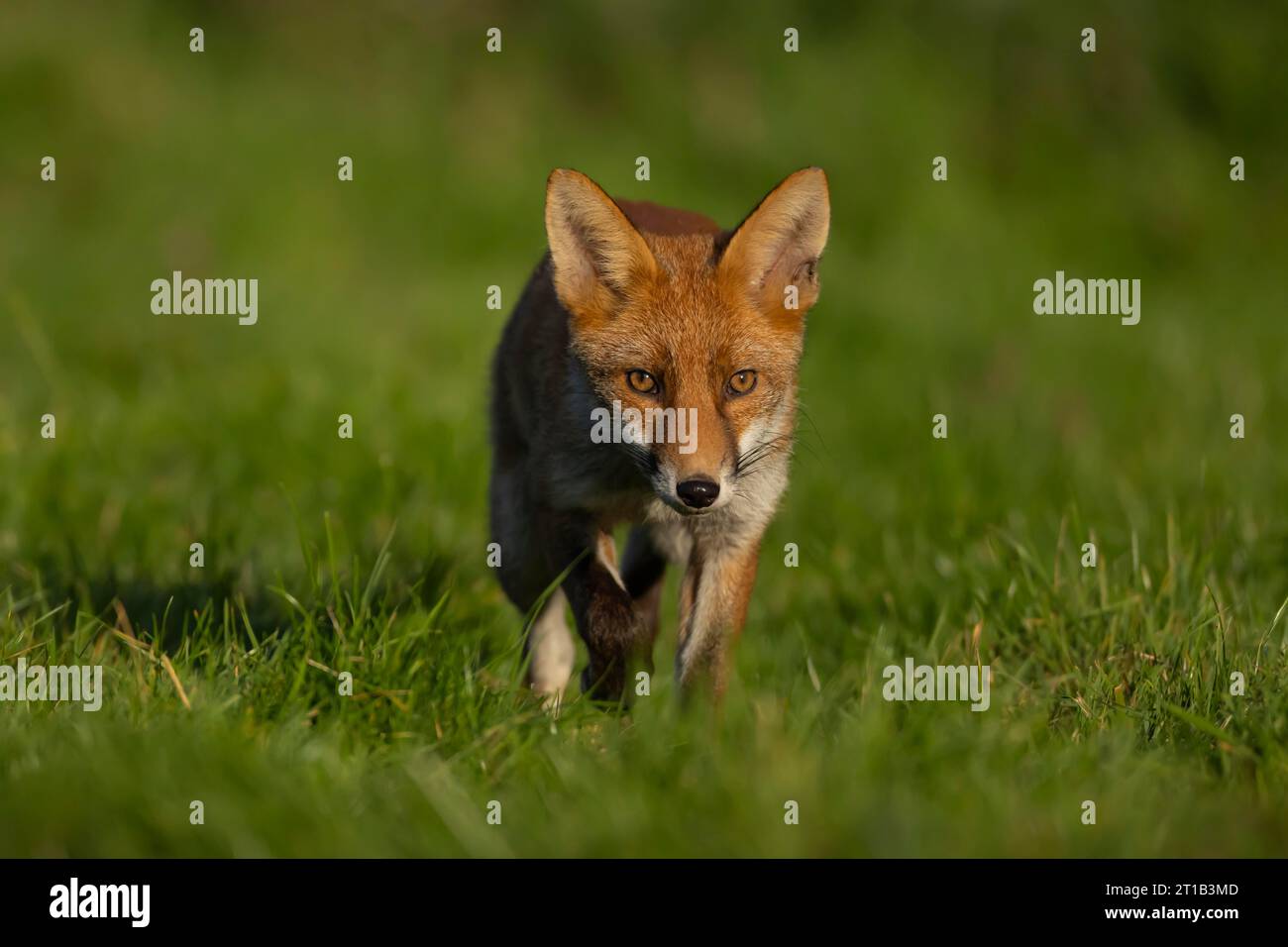 Red fox (Vulpes vulpes) juvenile cub walking in grassland, England ...